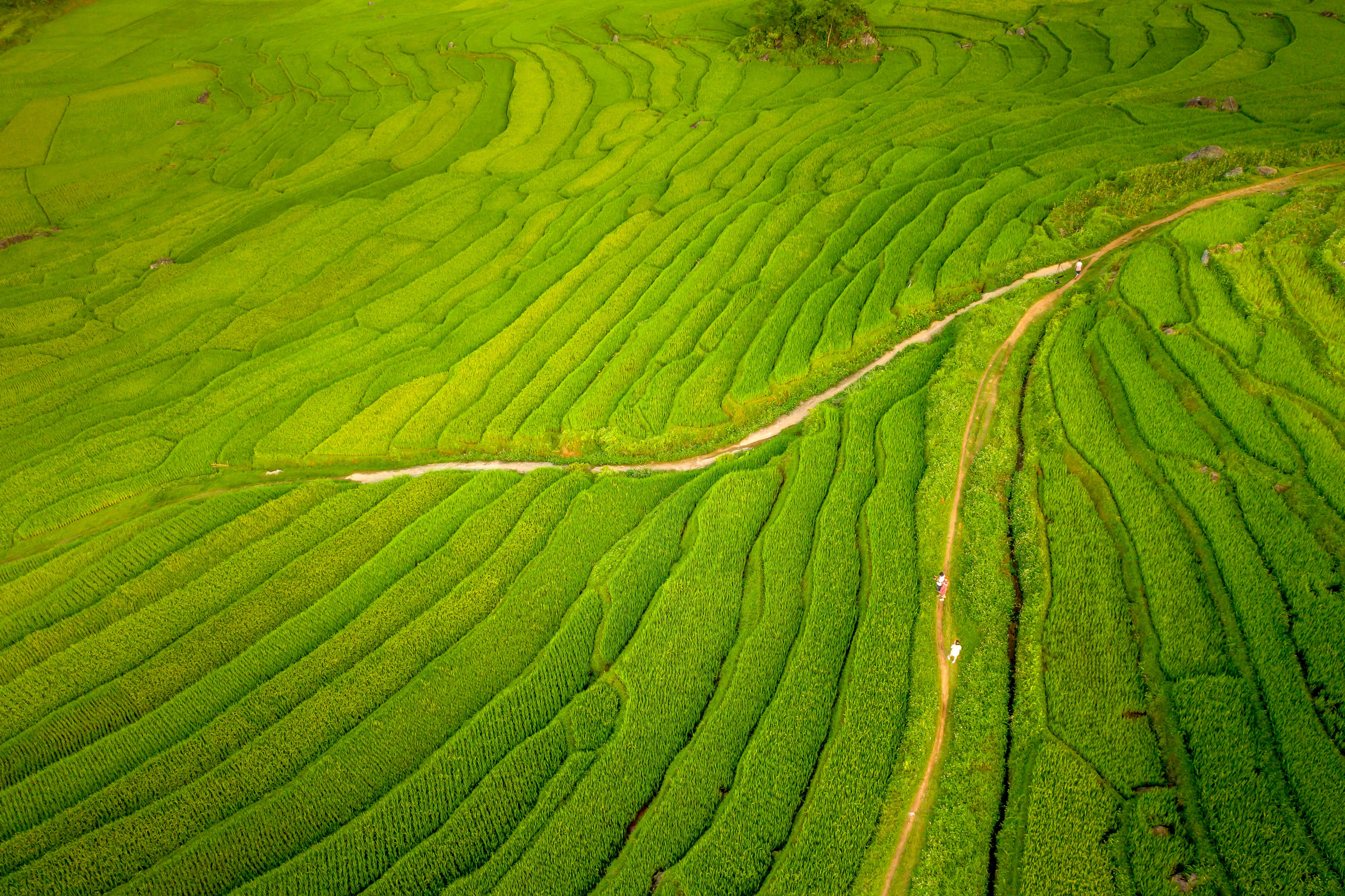 Aerial View of Rice Terraces · Free Stock Photo