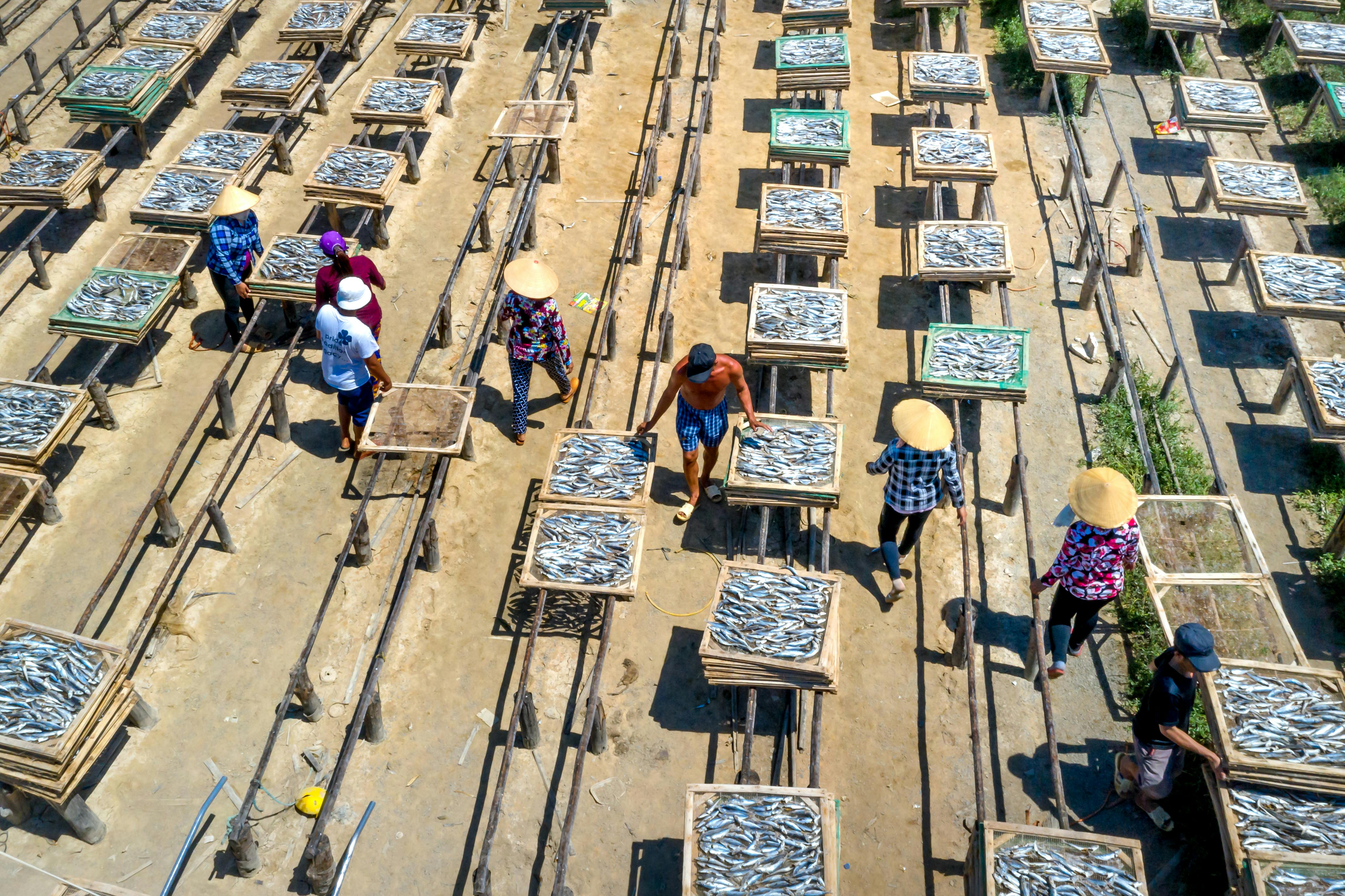 Fishermen drying Fish under the Sun · Free Stock Photo