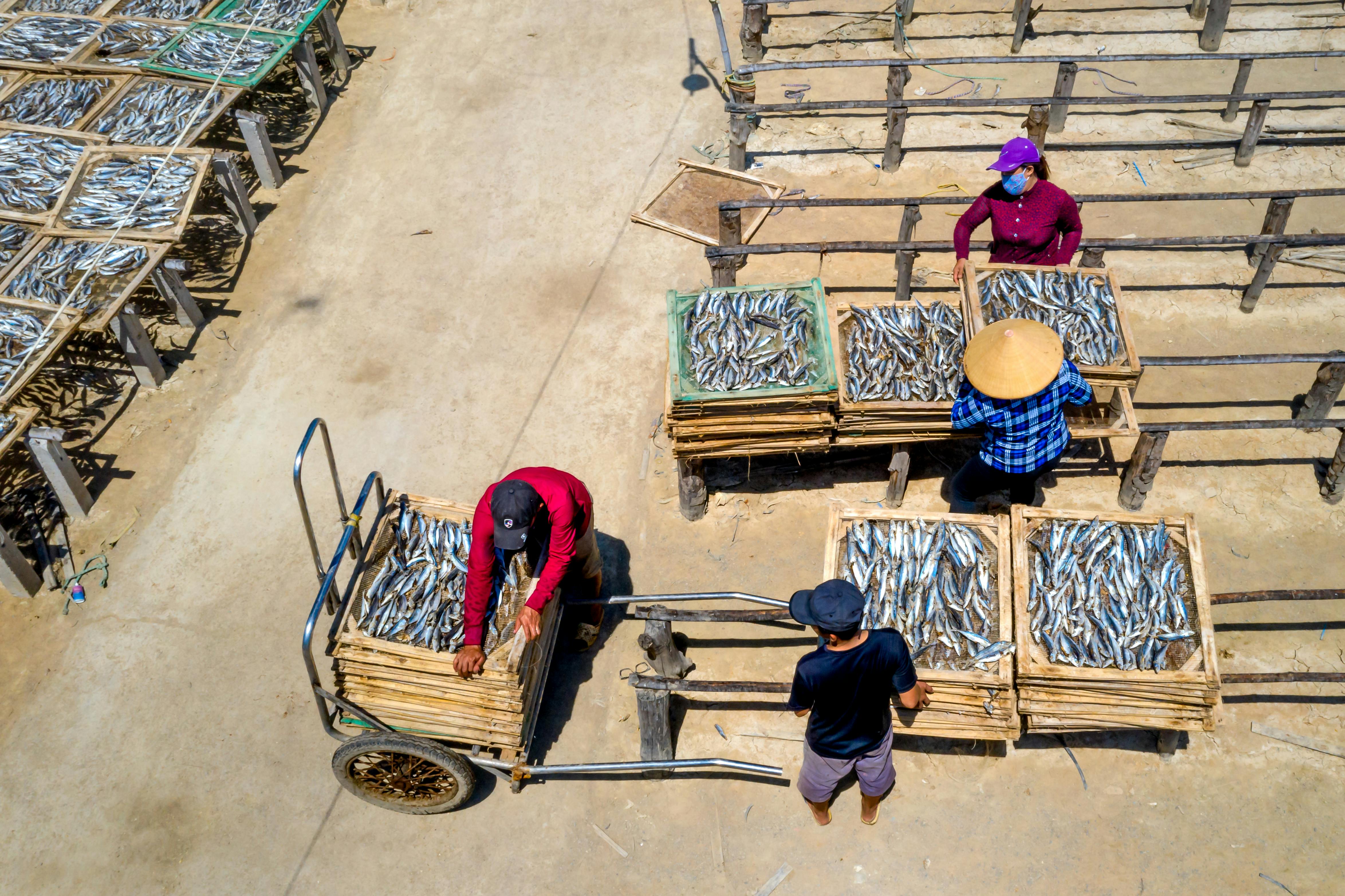 Dried Fish Photos, Download The BEST Free Dried Fish Stock Photos & HD ...