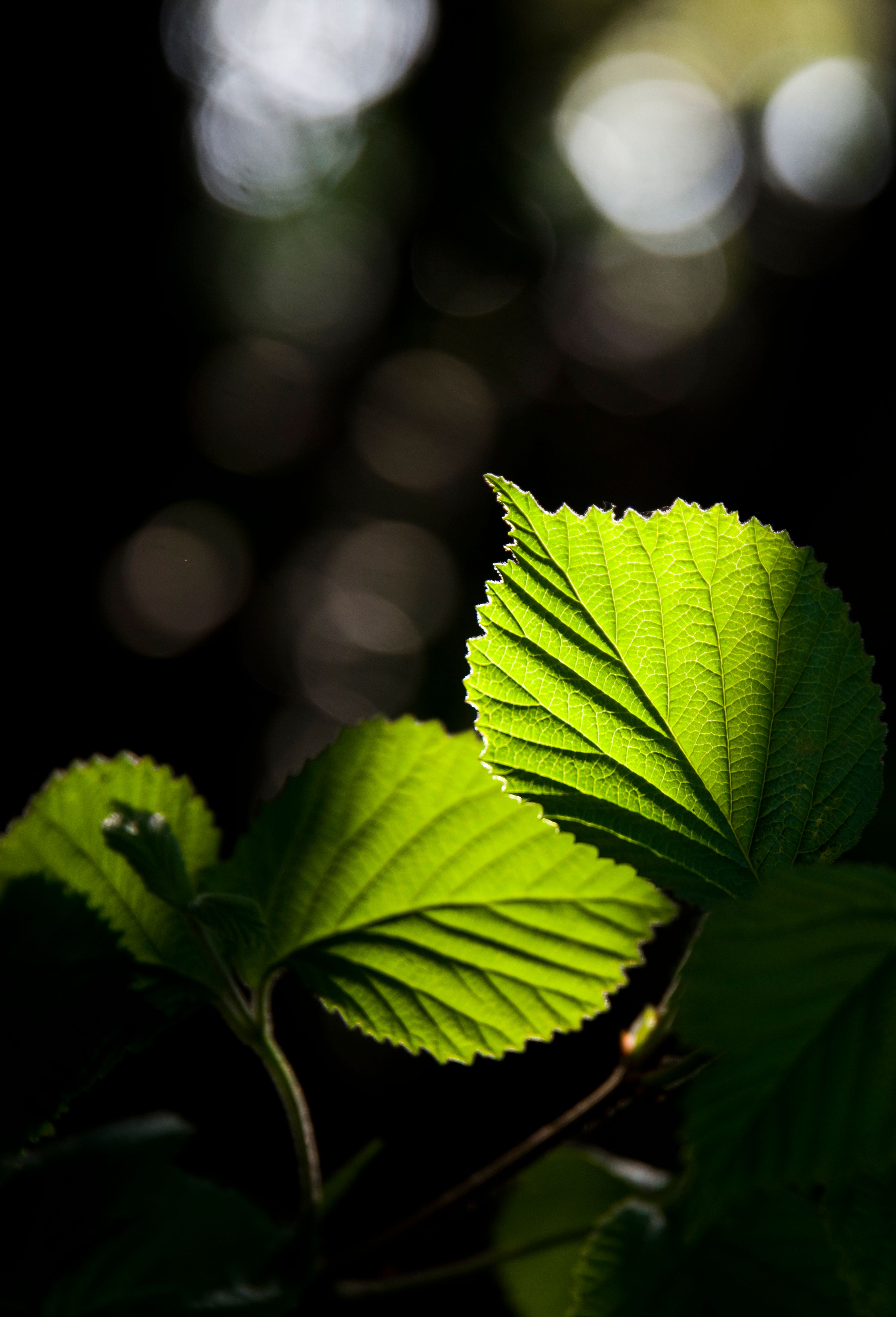 100,000+ Best Tree Leaf Photos · 100% Free Download · Pexels Stock Photos