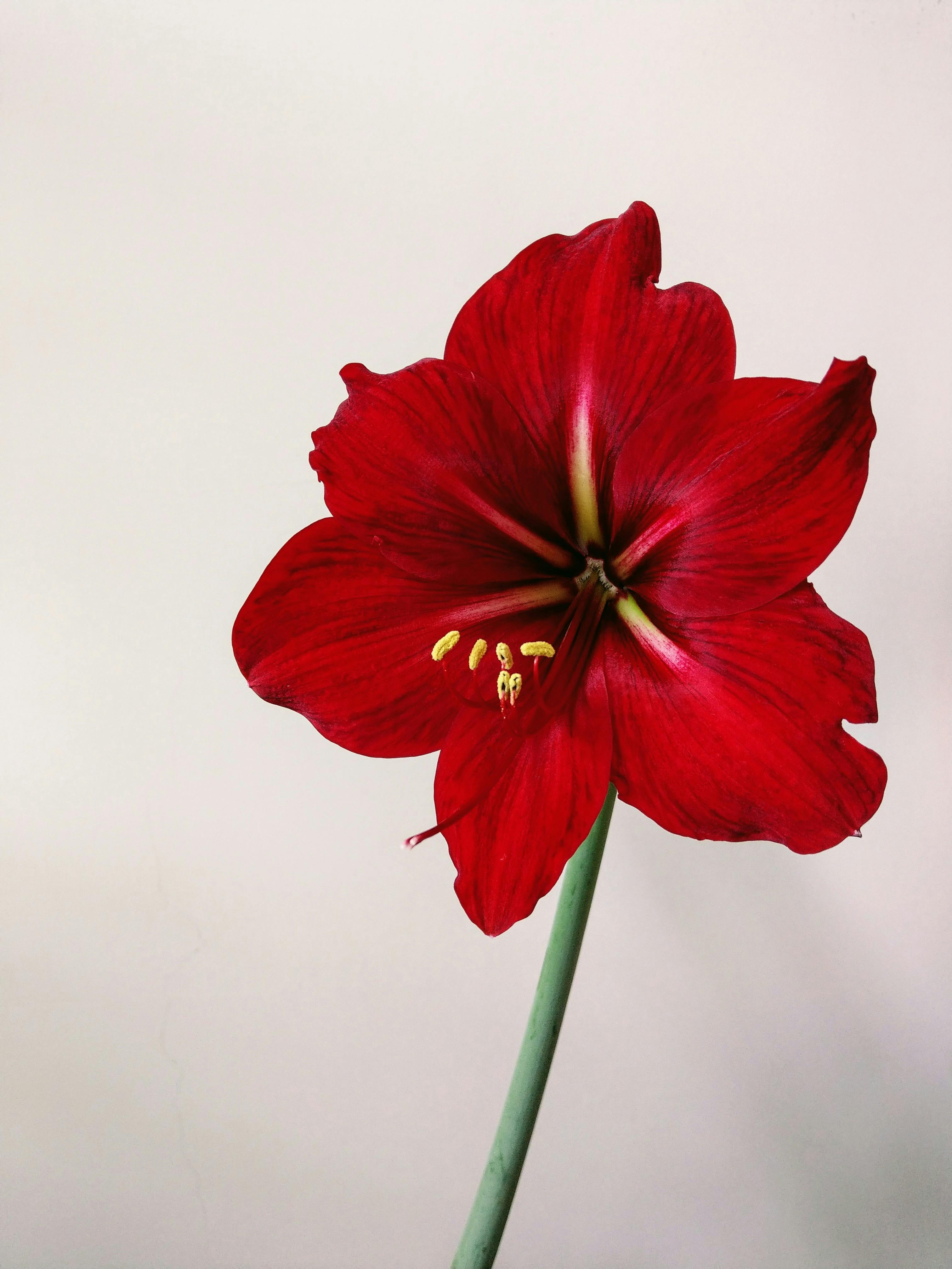 Red Flower in Close Up Photo · Free Stock Photo