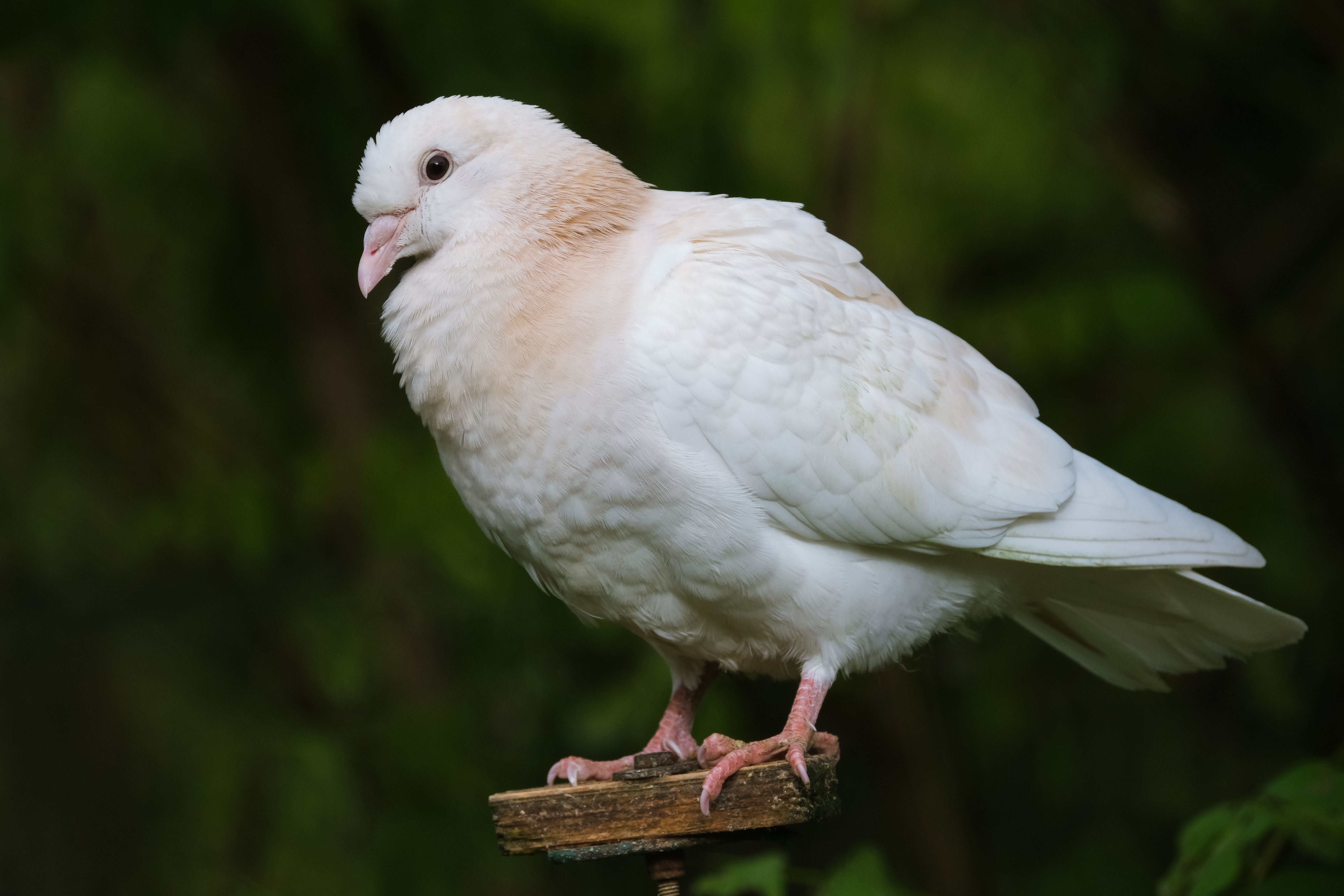 White Bird on Persons Hand · Free Stock Photo