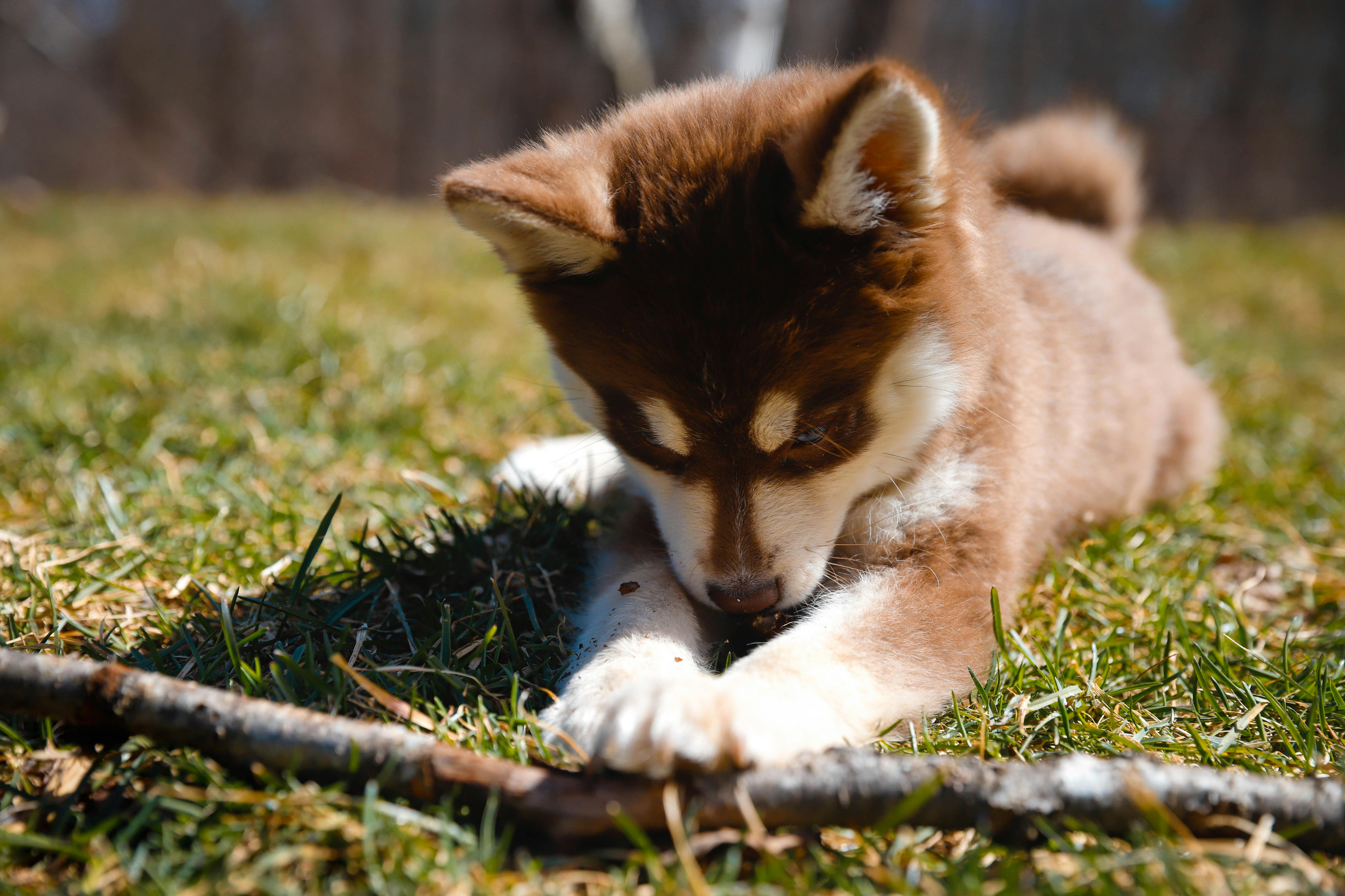 Brown Siberian Husky Puppy Lying on Green Grass · Free Stock Photo