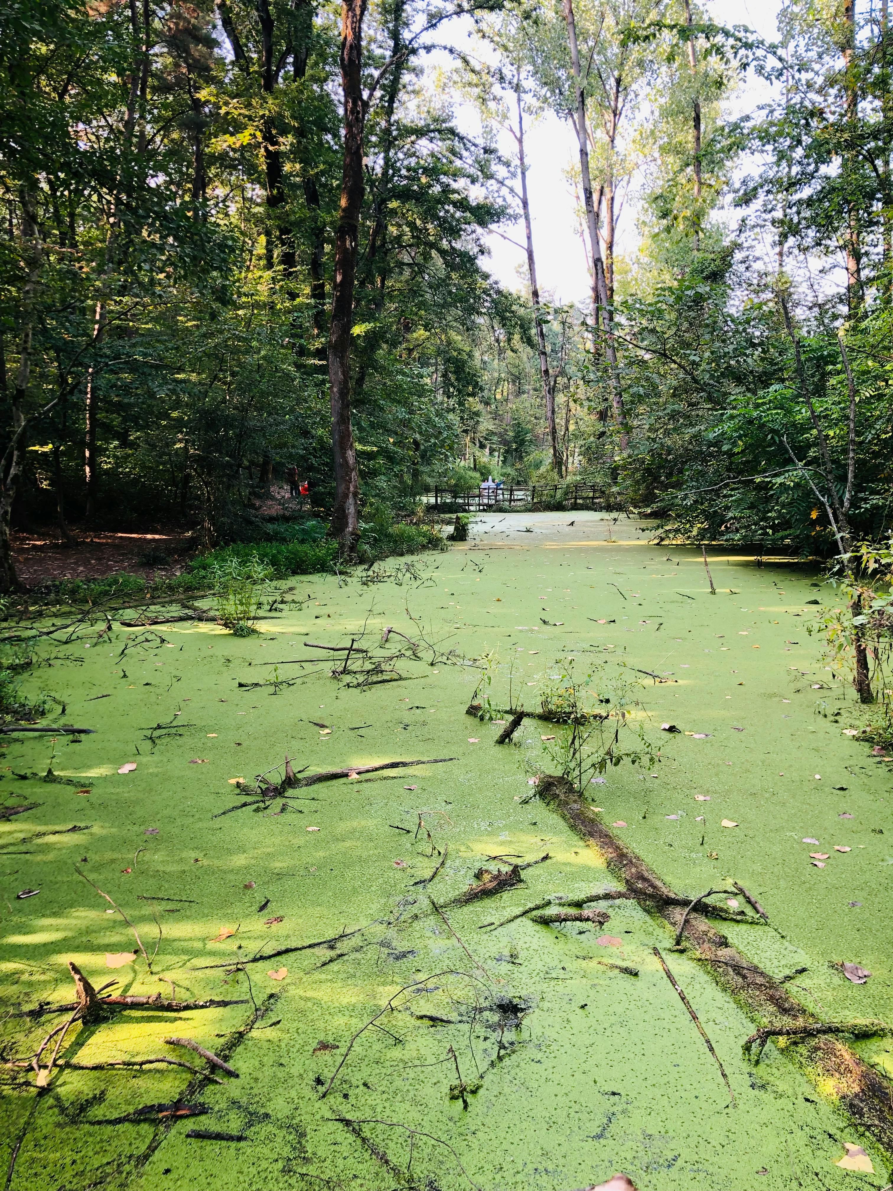 Forest and Swamp Landscape · Free Stock Photo
