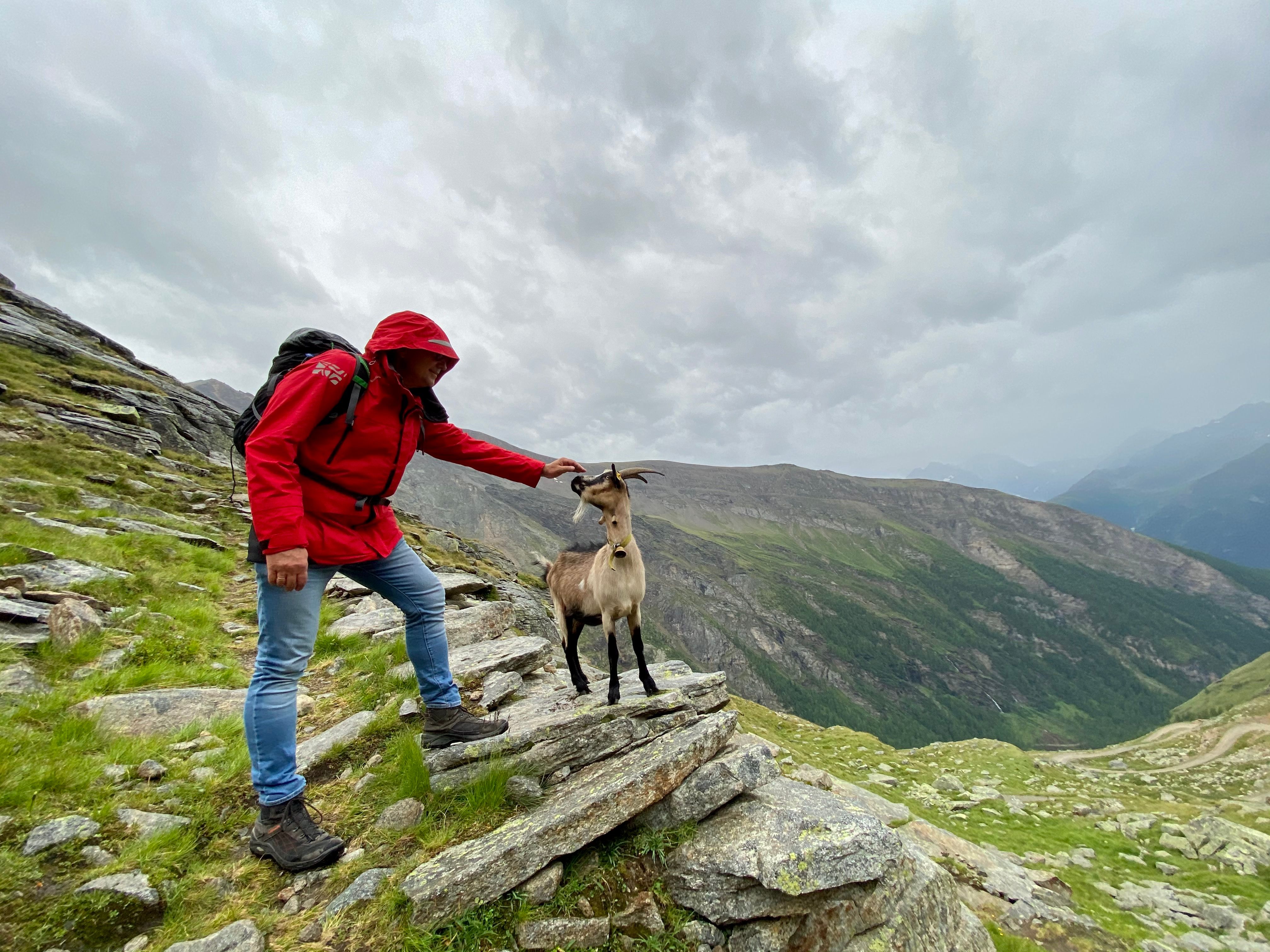 Man in Red Jacket Touching a Goat · Free Stock Photo