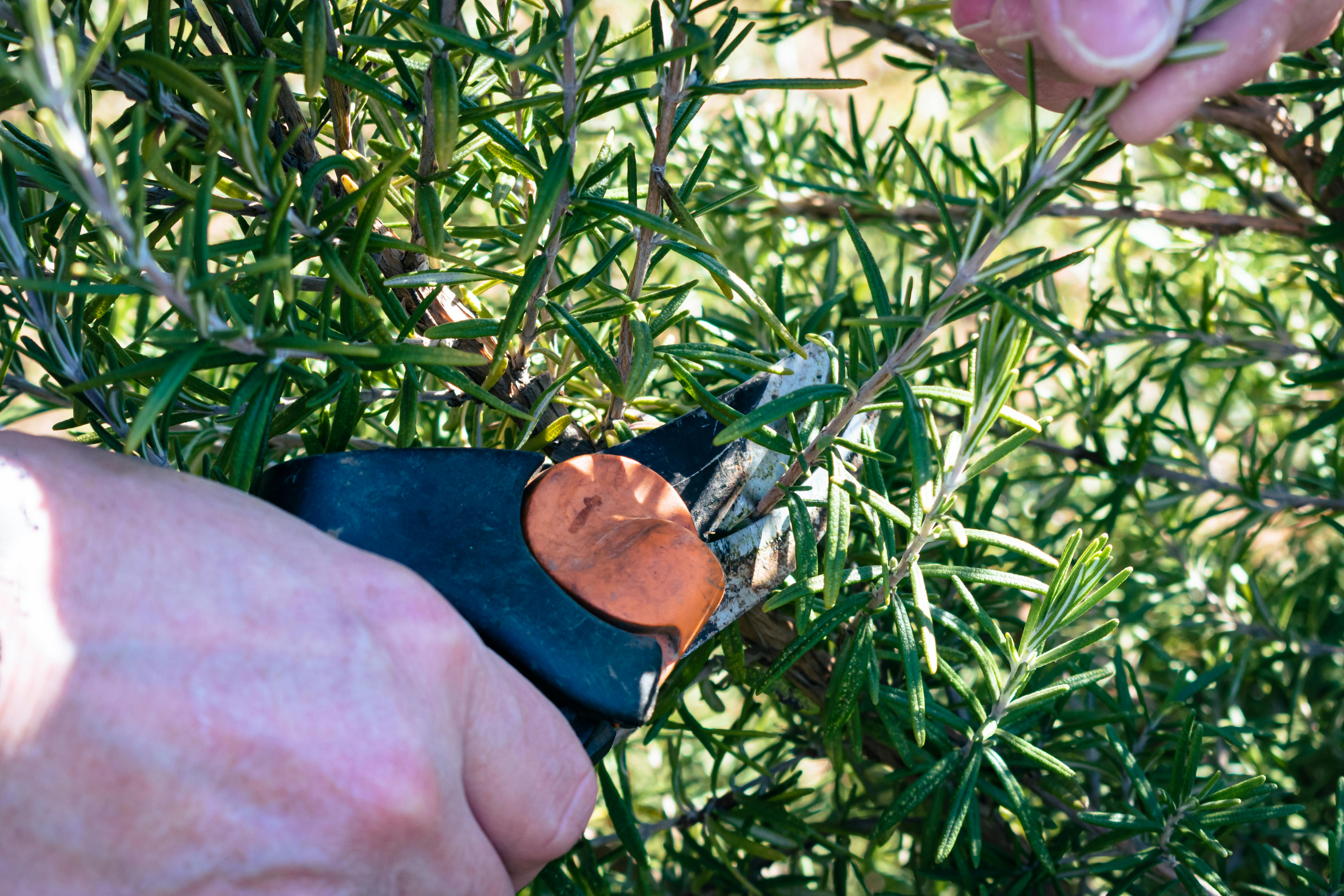 Close-up Shot of Hands Cutting the Twigs of Rosemary Plant · Free Stock ...