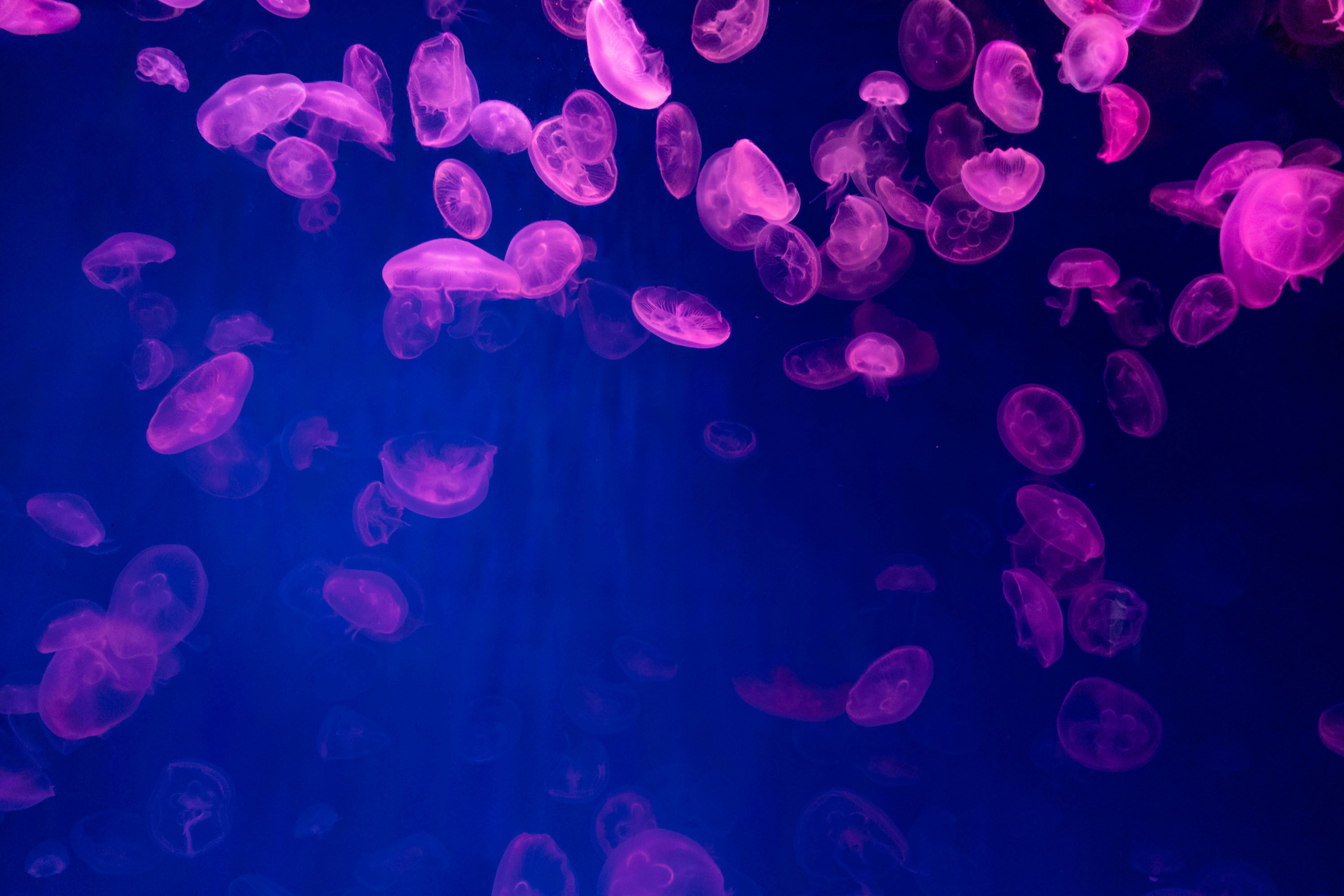 Pink Jellyfishes Underwater · Free Stock Photo