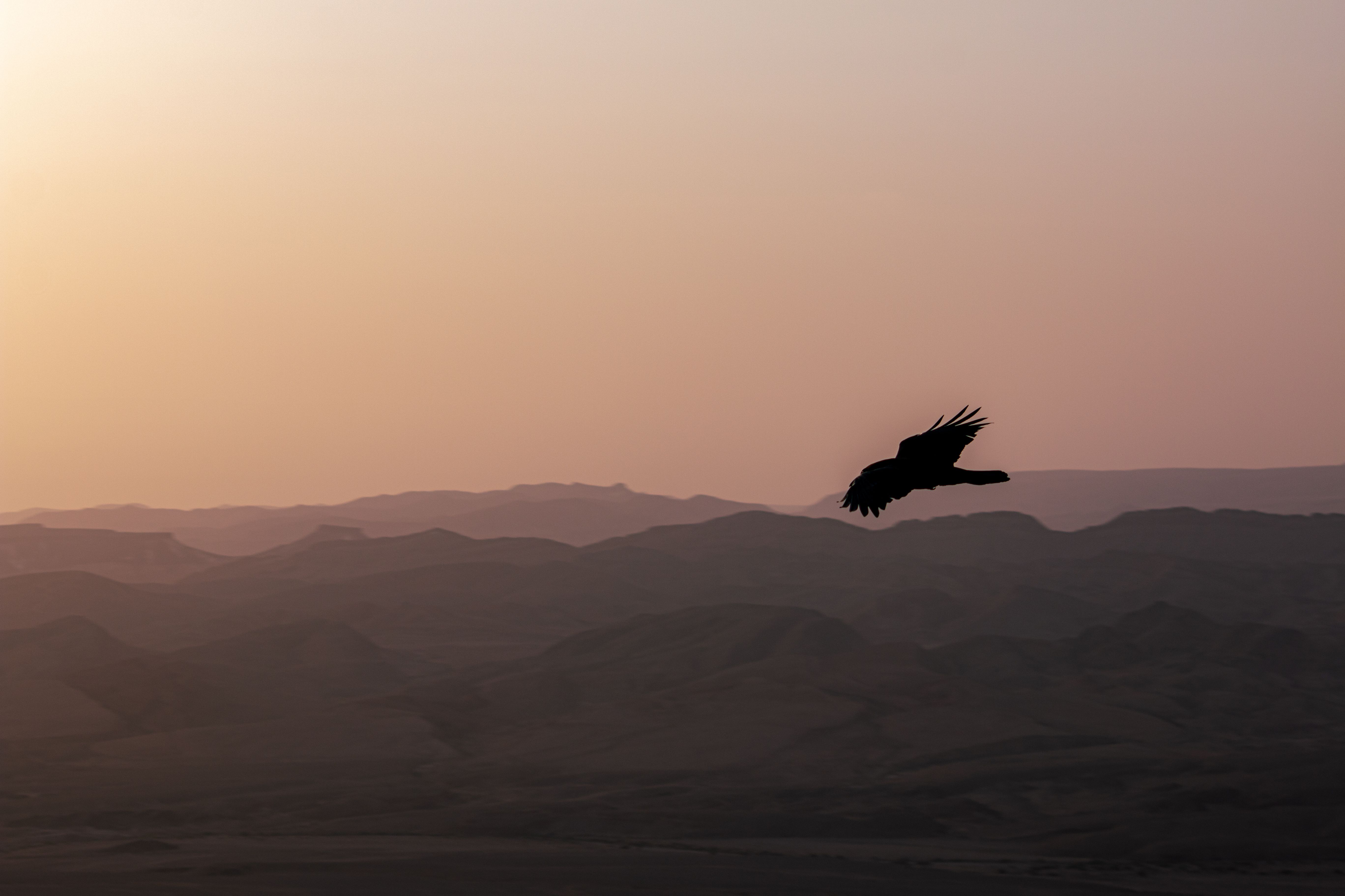 Eagle Flying Over Mountains