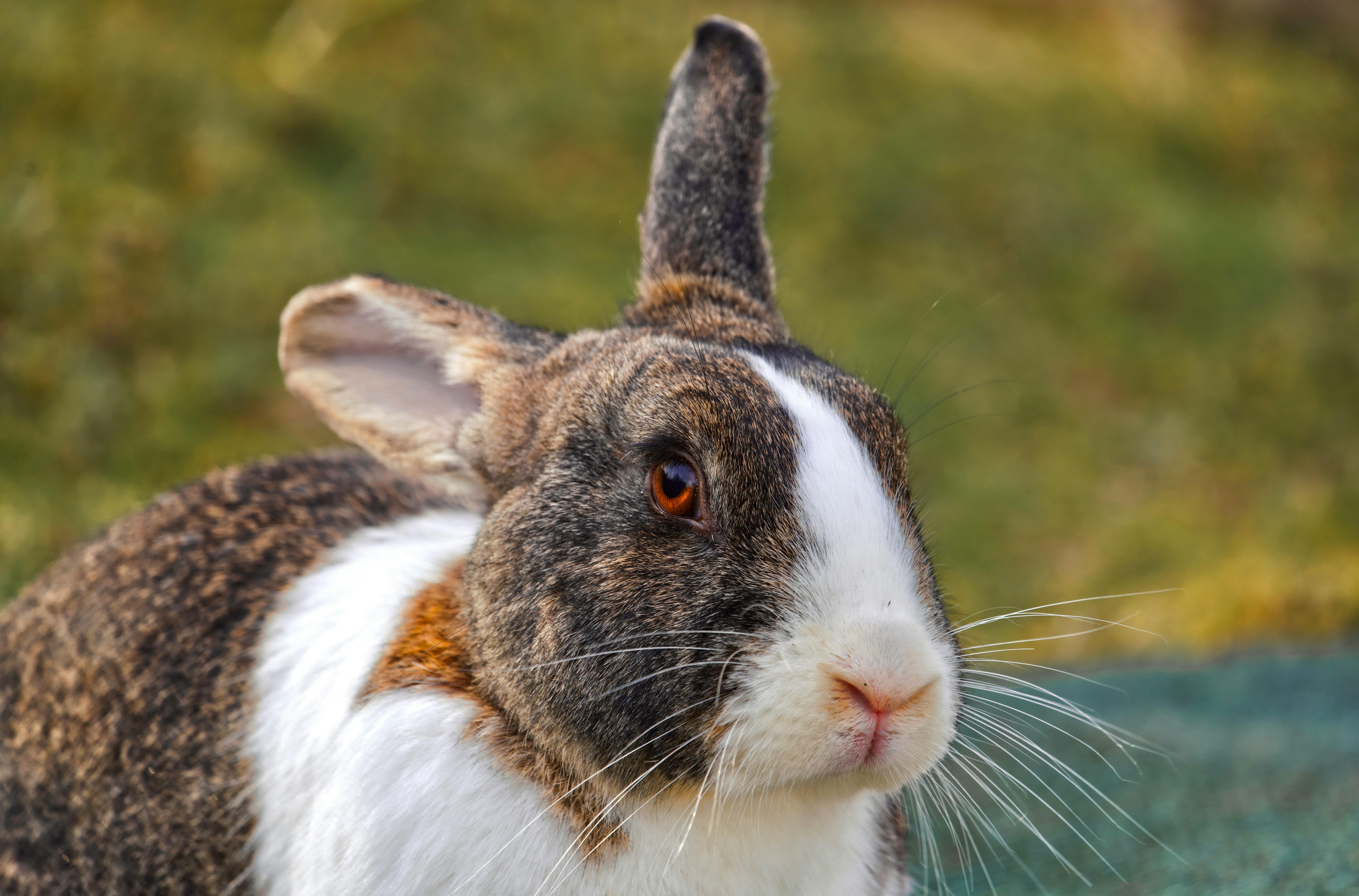 White and Brown Rabbit in Close Up Photography · Free Stock Photo