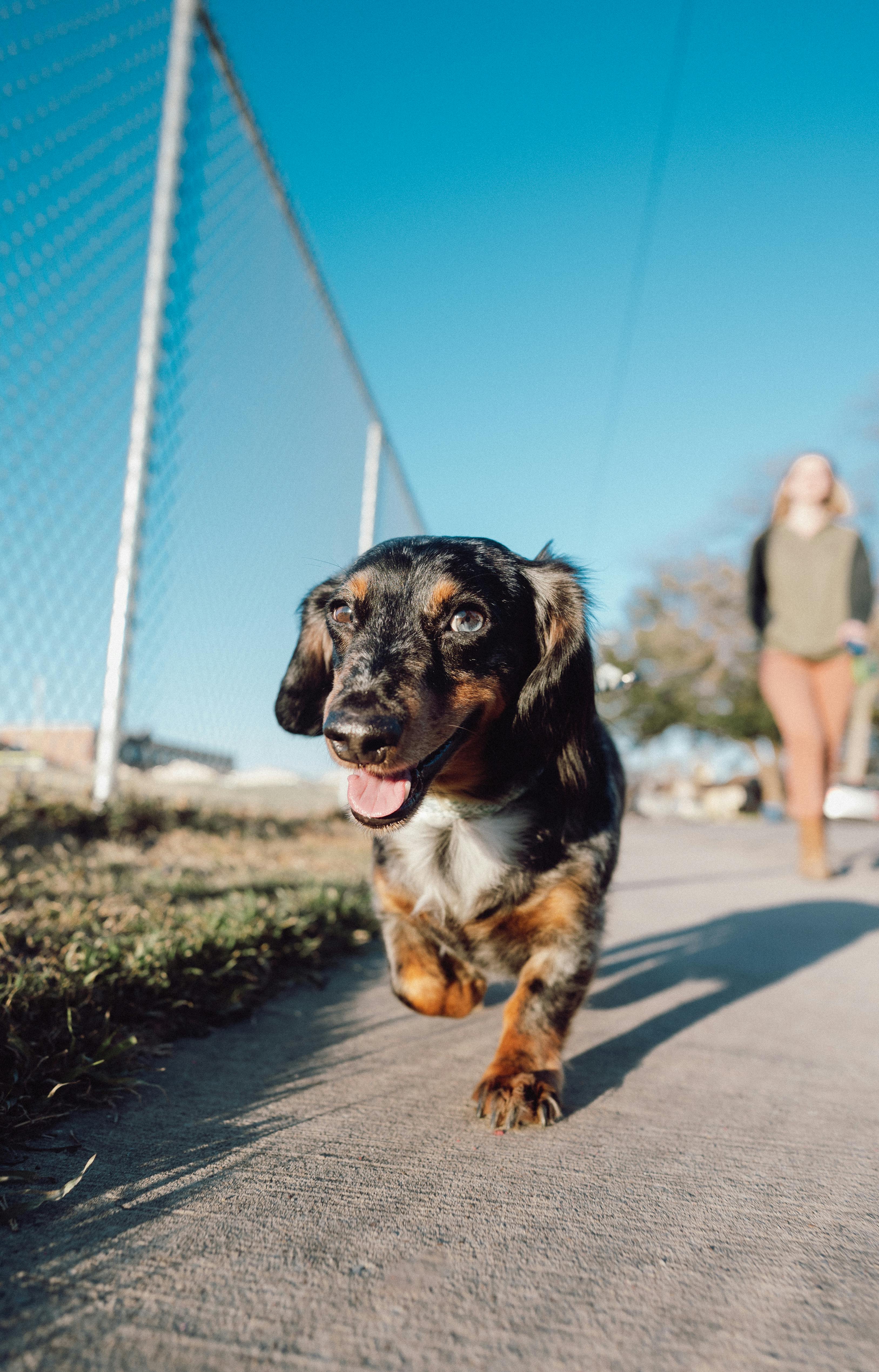 Dog Walking Beside Flowering Plants · Free Stock Photo