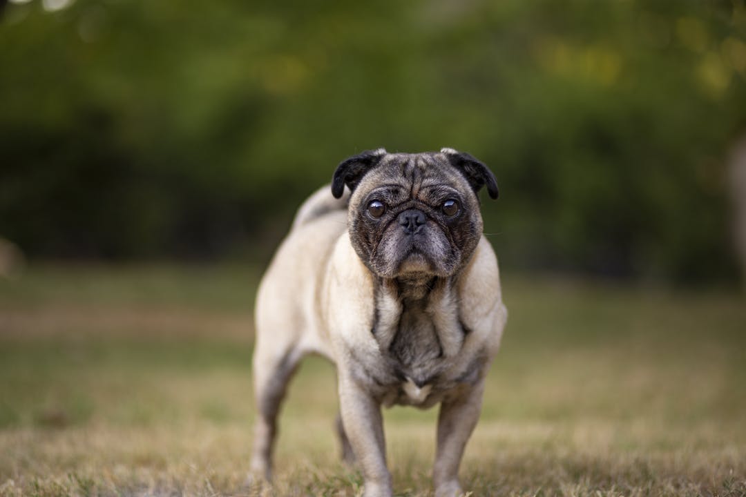Pug Dog Weight Chart: Essential Guide for Healthy Pug Growth
