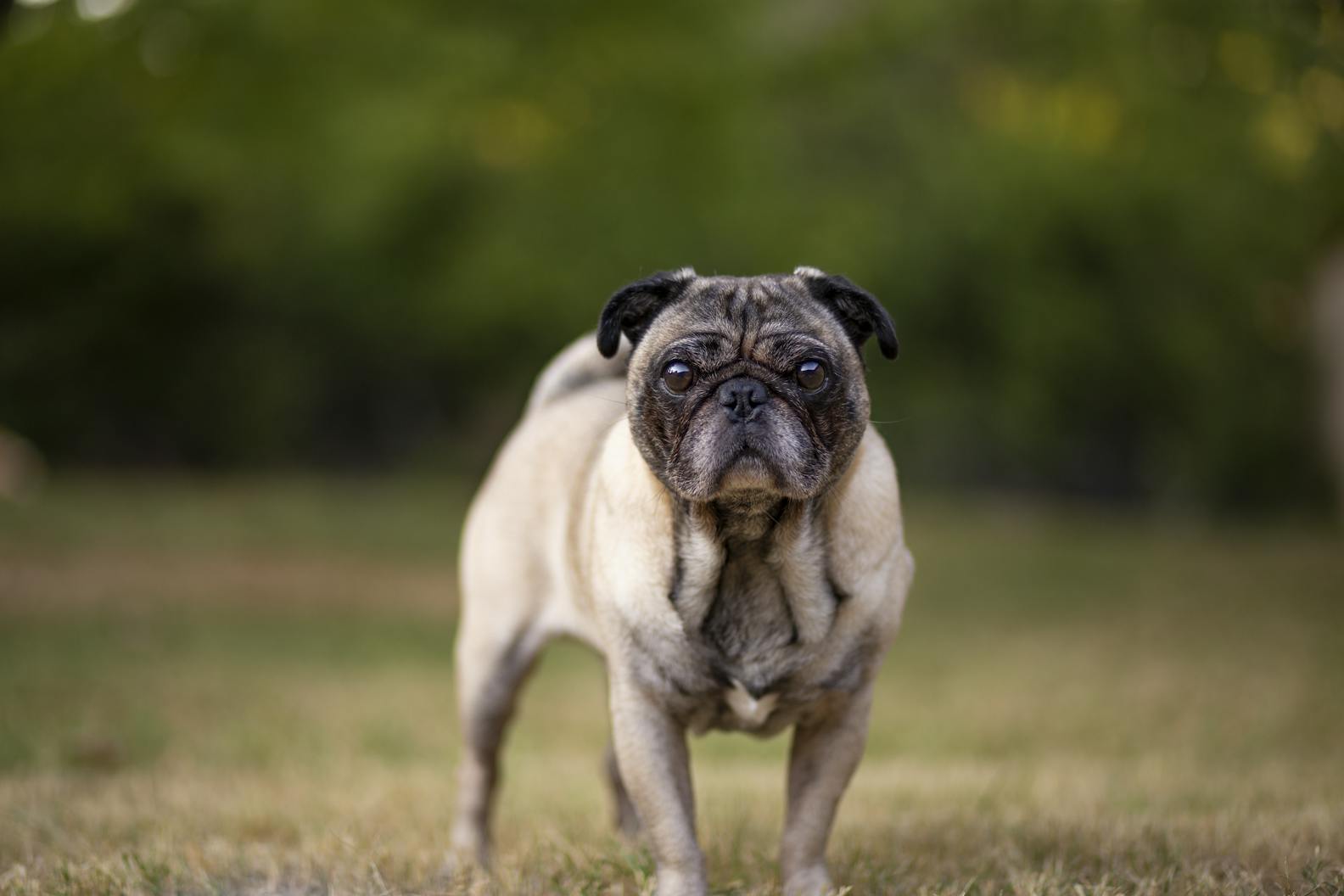 Pug Dog Weight Chart: Essential Guide for Healthy Pug Growth