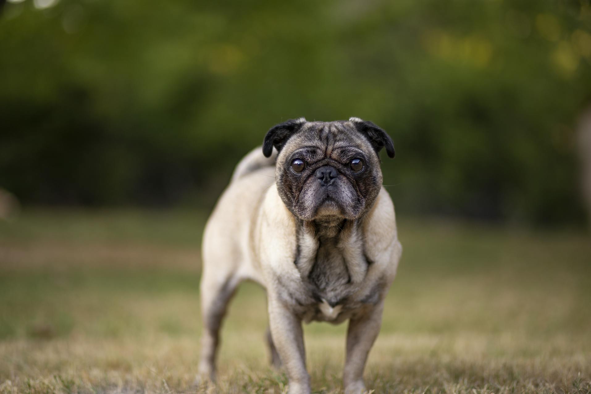 Pug Dog Weight Chart: Essential Guide for Healthy Pug Growth