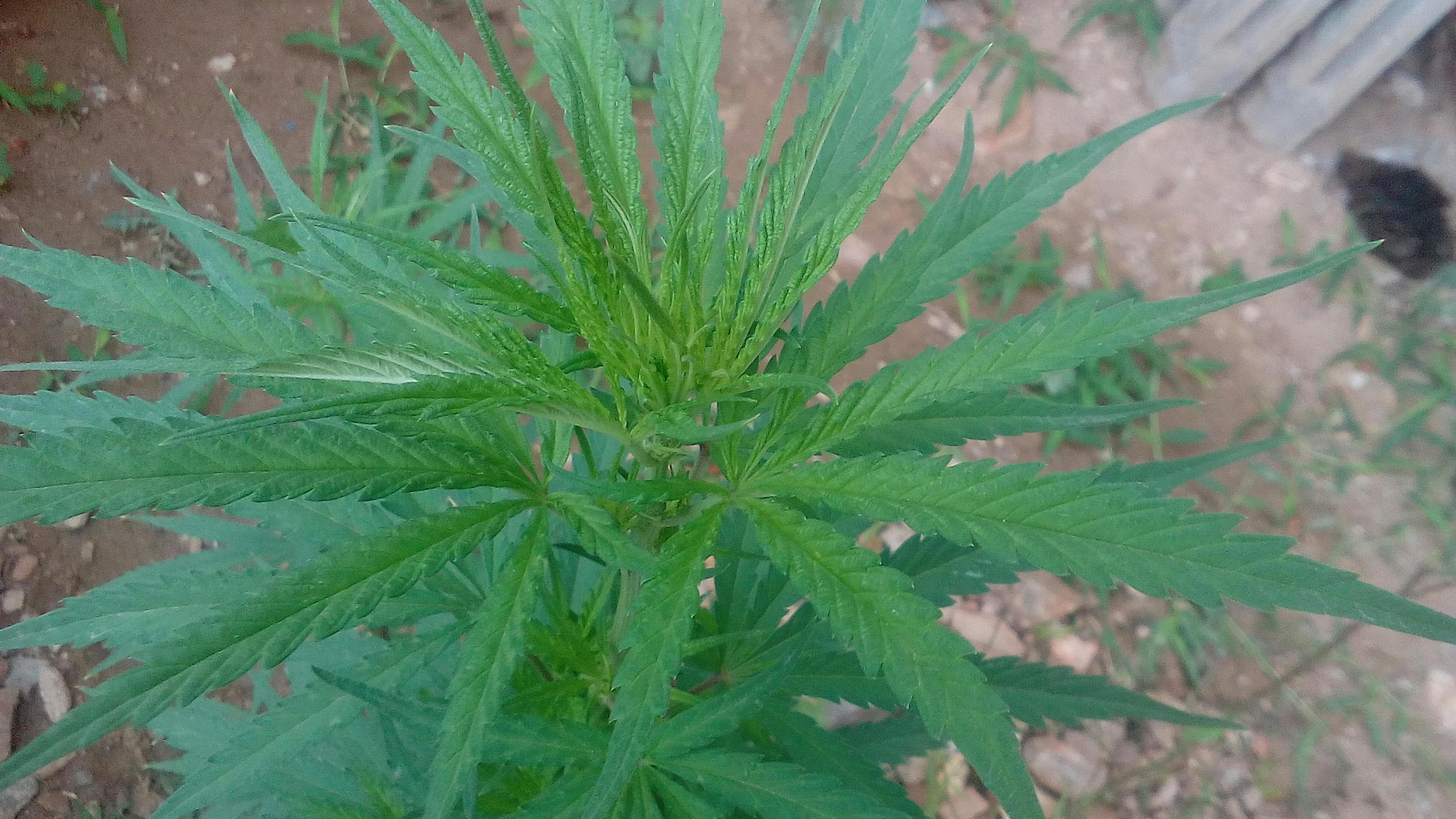 Free stock photo of Marijuana's leaf