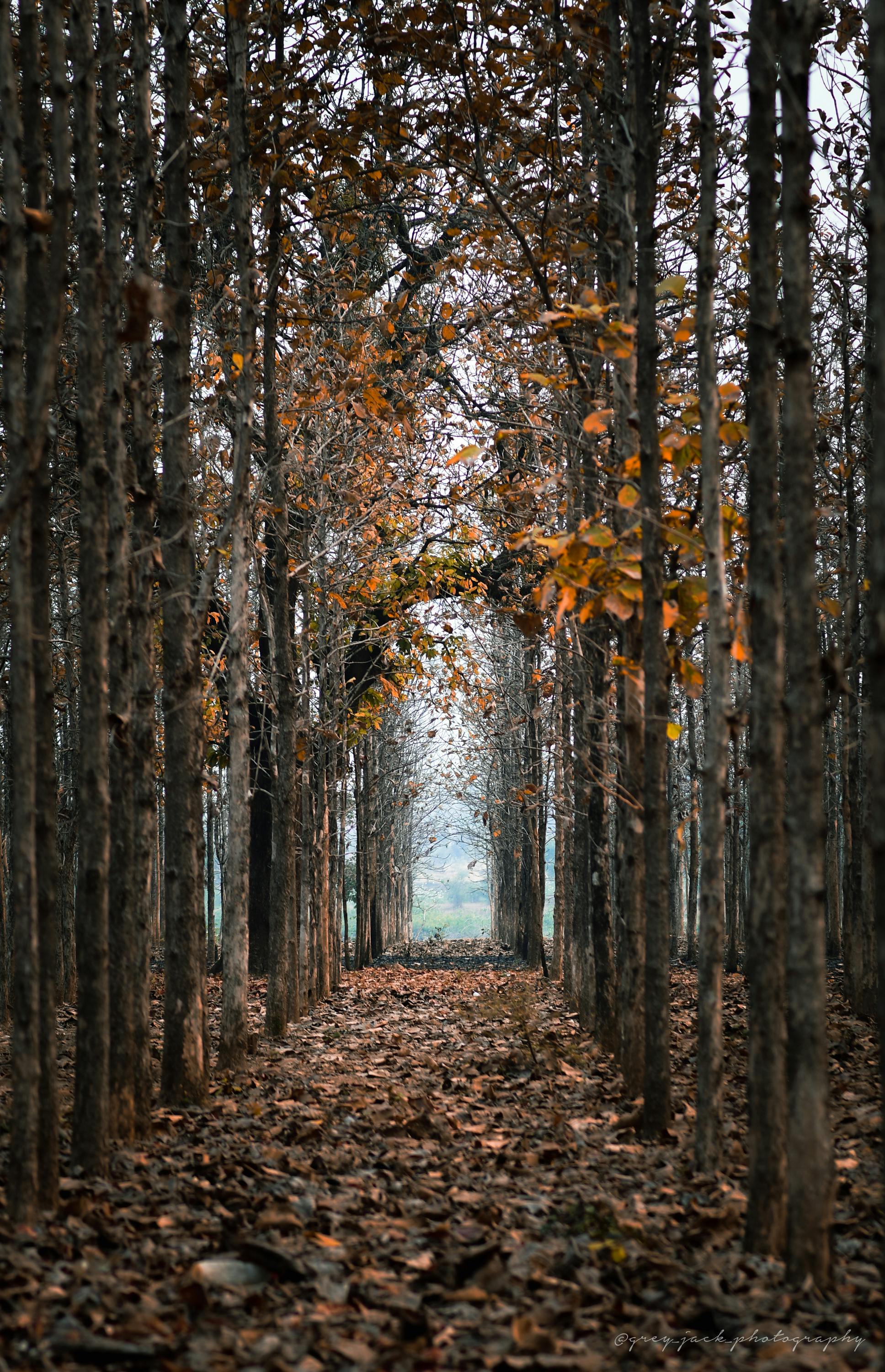 Photo of Autumn Trees · Free Stock Photo