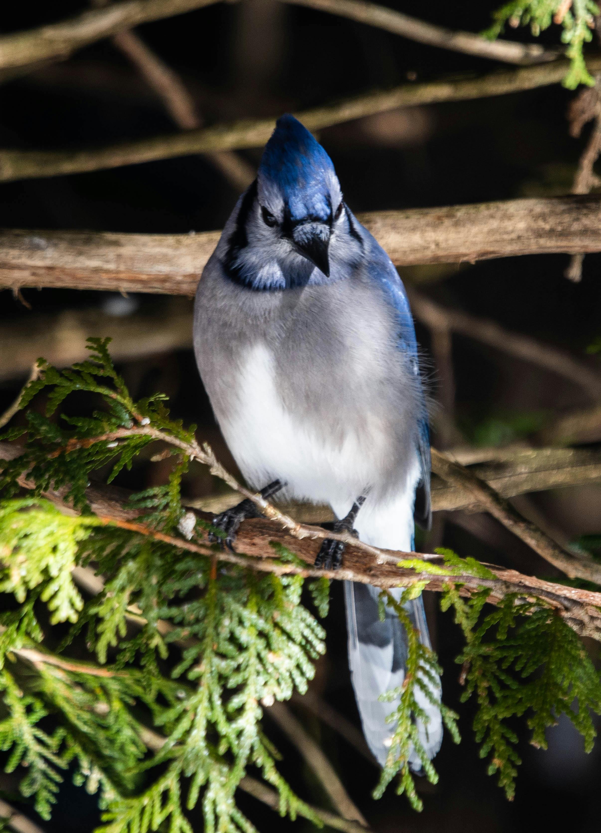 Focused Photo of Blue Jay · Free Stock Photo