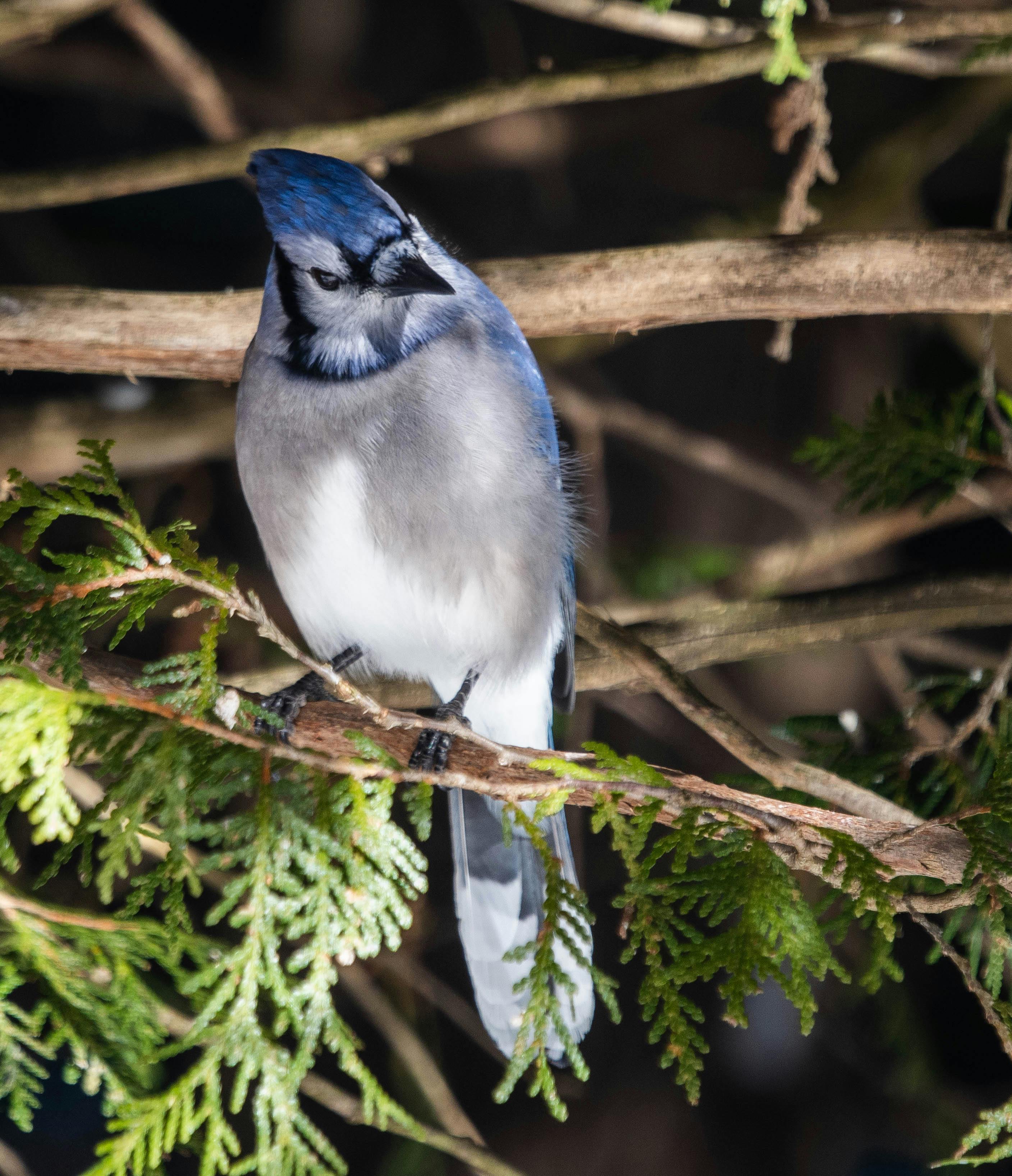 Blue Jay Bird on a Tree Branch · Free Stock Photo
