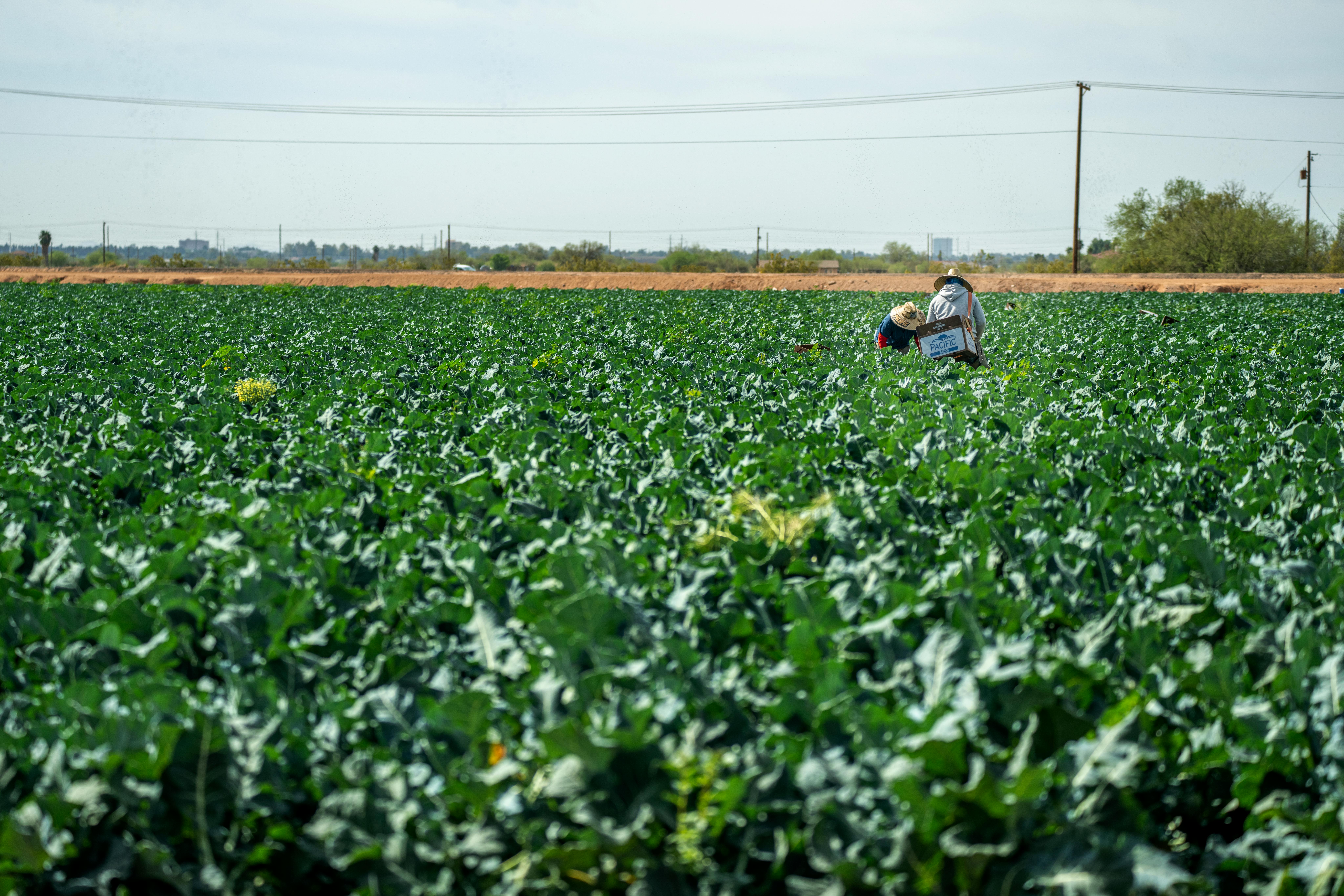 Farmers Working on Broccoli Farm · Free Stock Photo