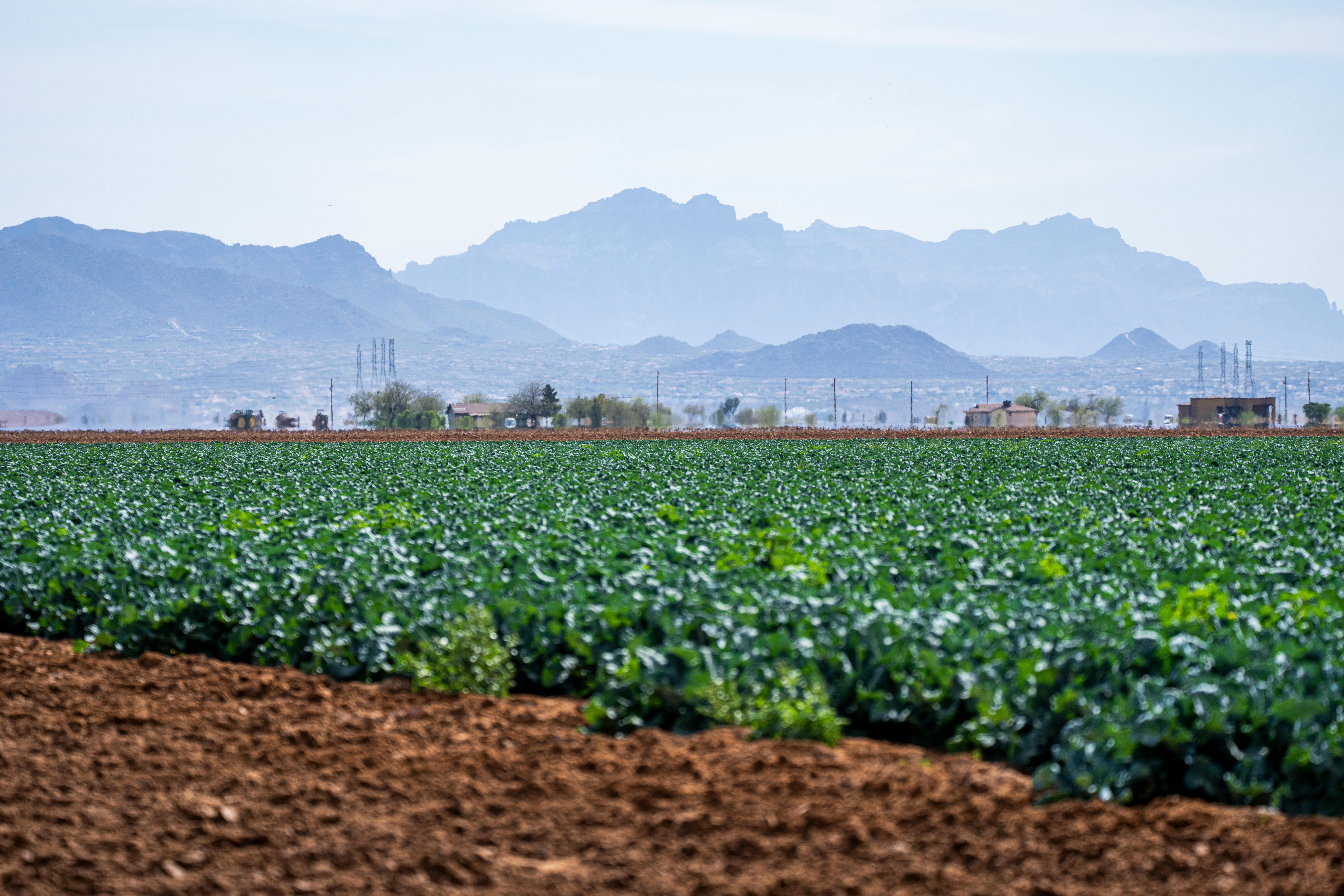 Broccoli Farm Under Blue Sky · Free Stock Photo