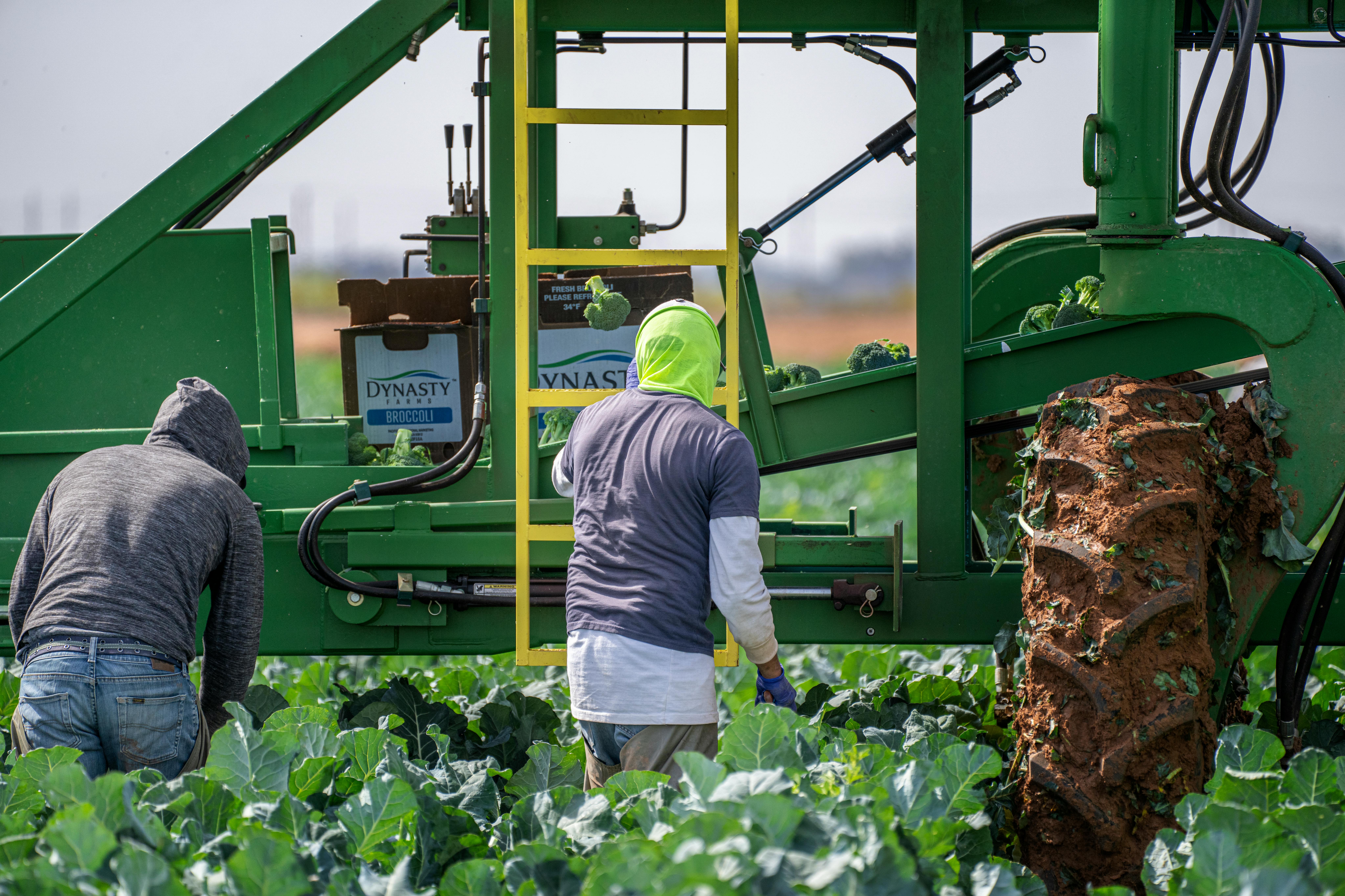 Farmers harvesting Crops from a Plantation · Free Stock Photo