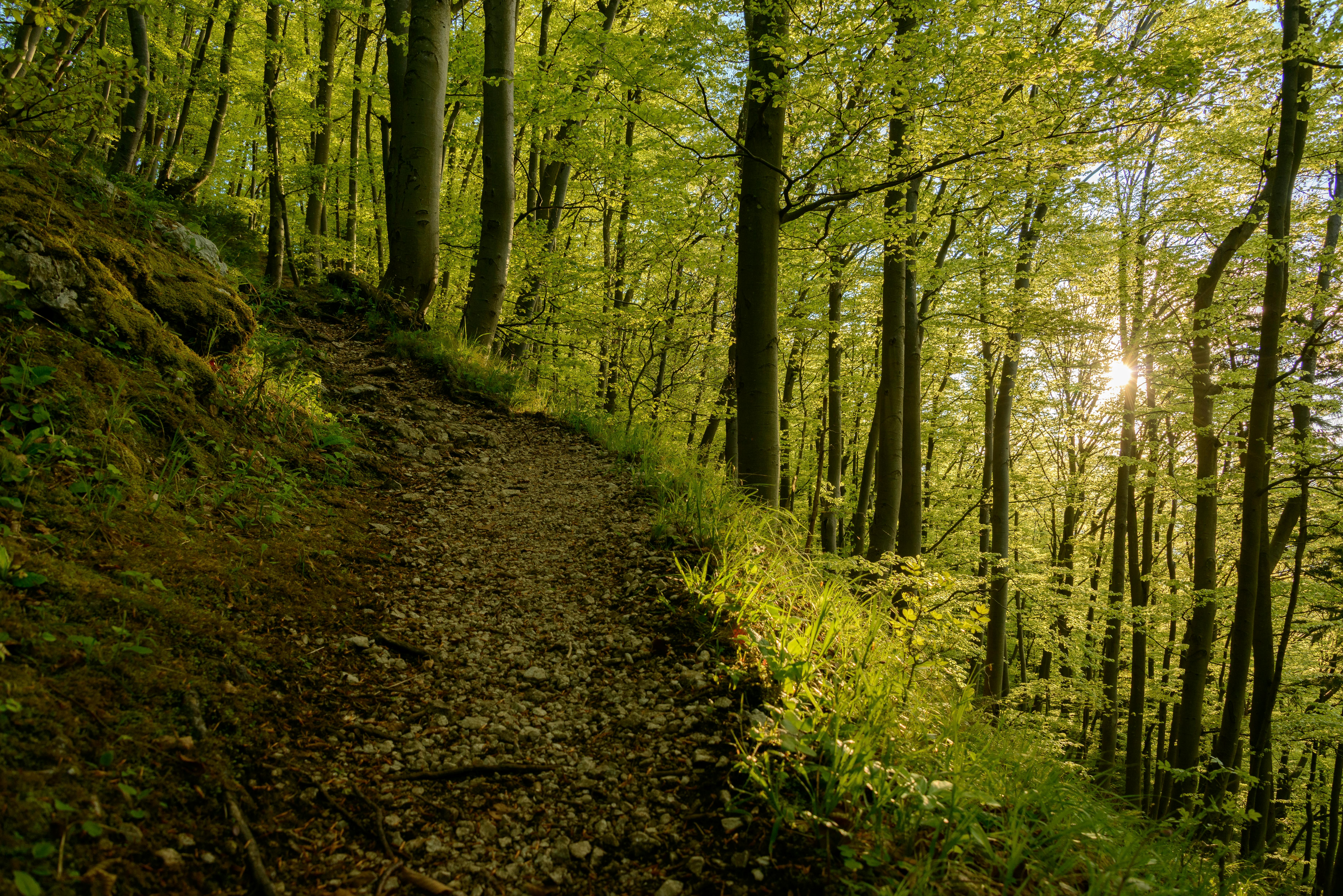 Green Tall Trees in the Forest · Free Stock Photo