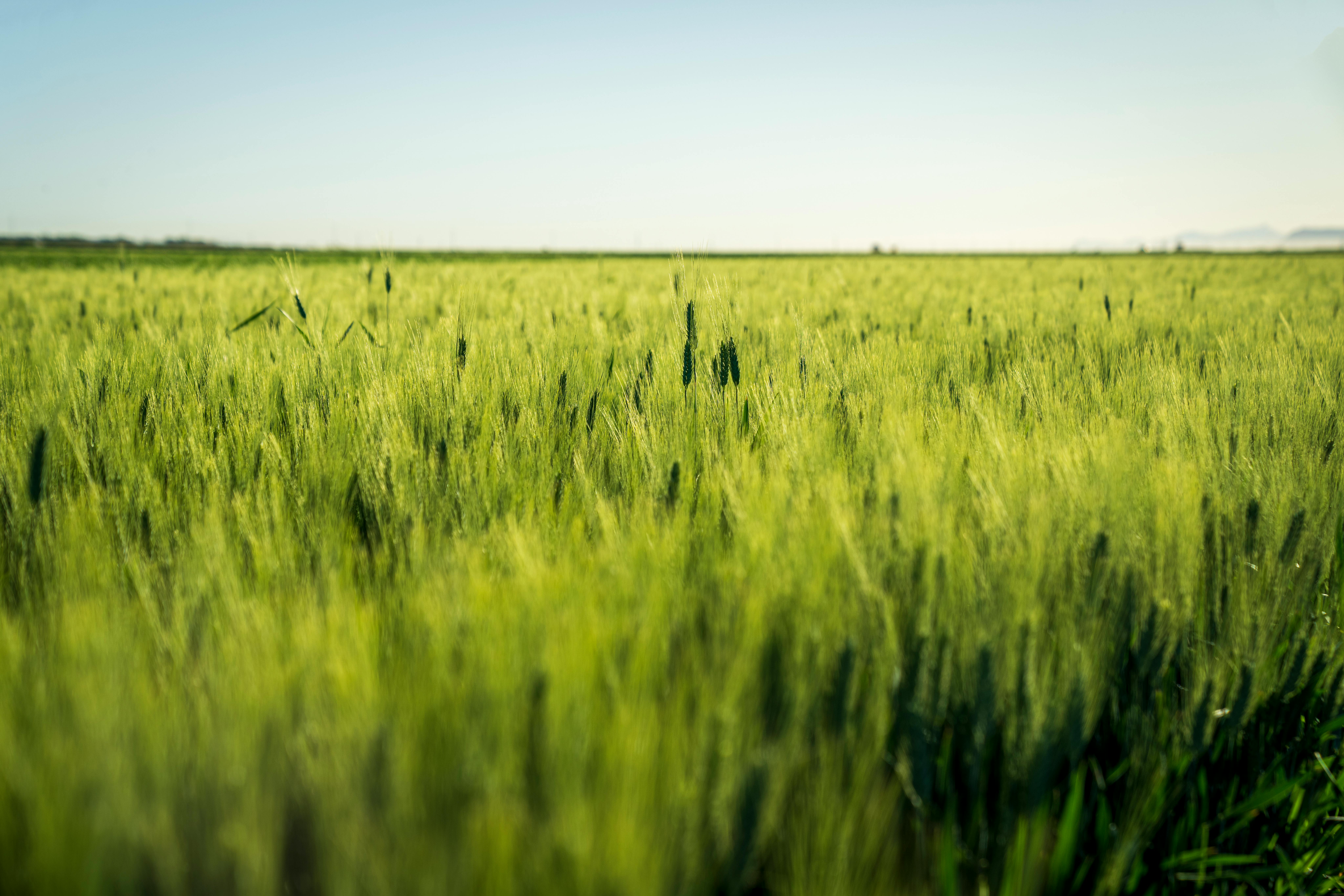 Photo of Grass Field · Free Stock Photo