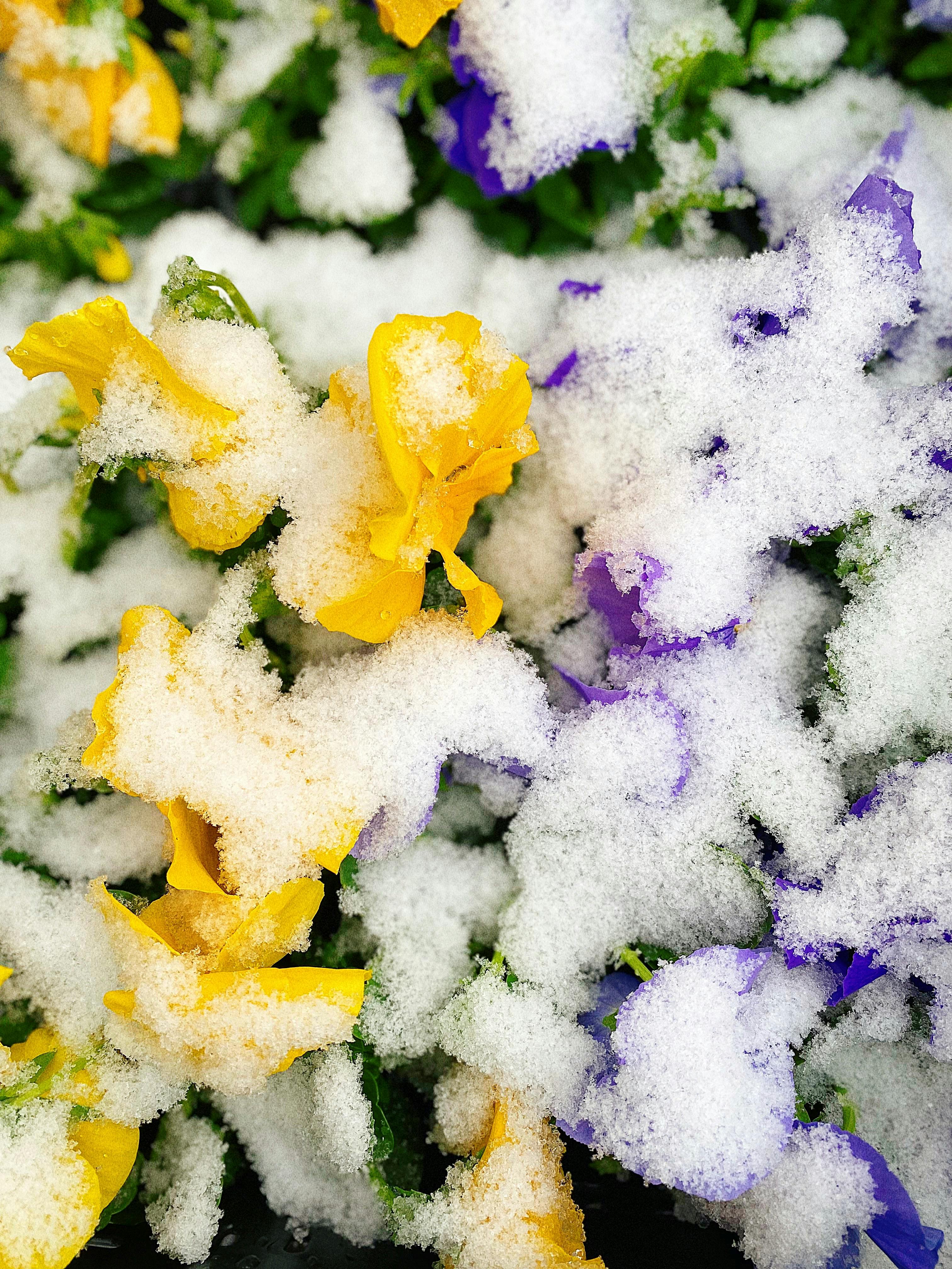 Flowers Covered in Snow · Free Stock Photo