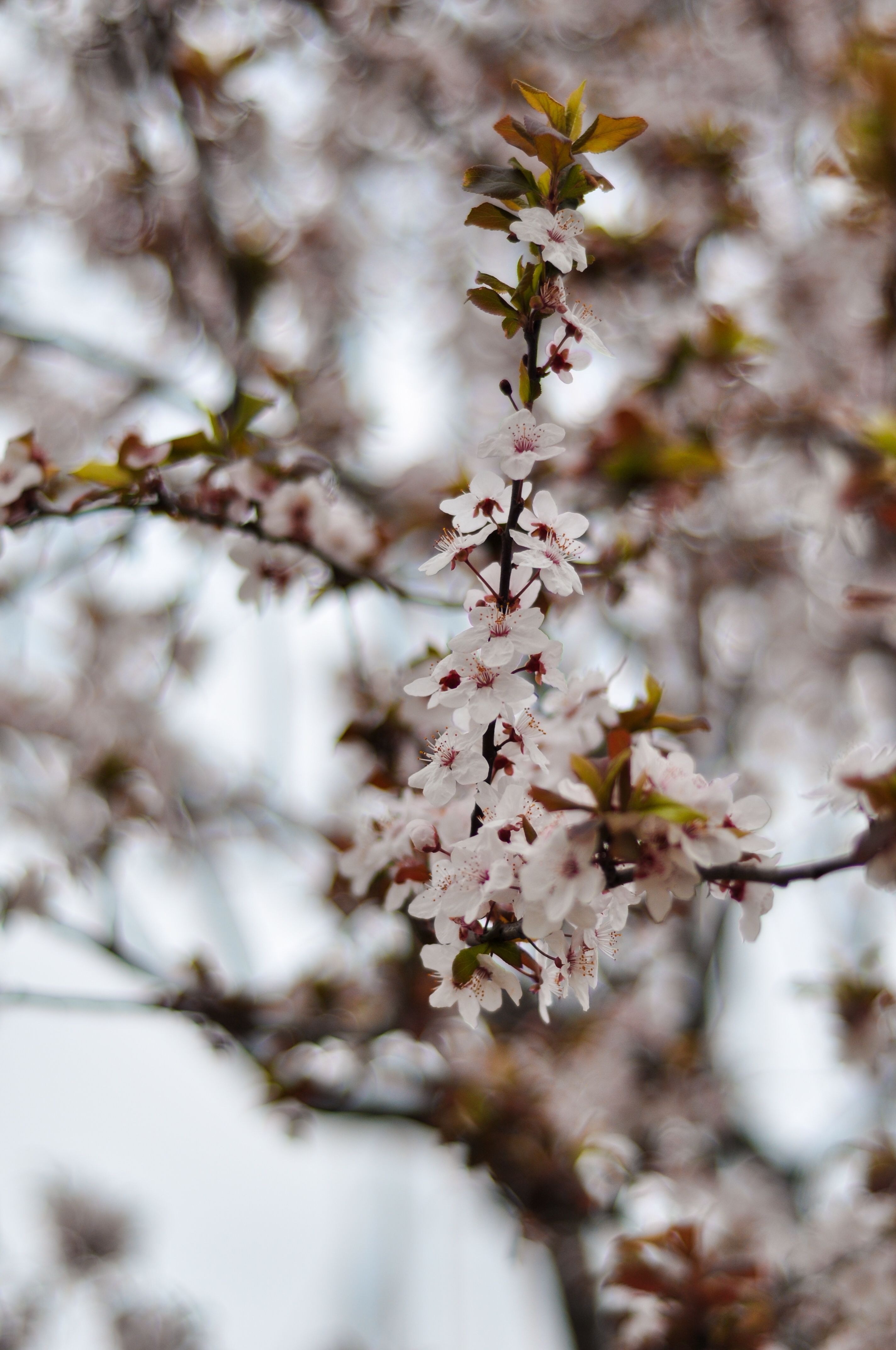 Close-up of a Korean Goldenbell Tree · Free Stock Photo