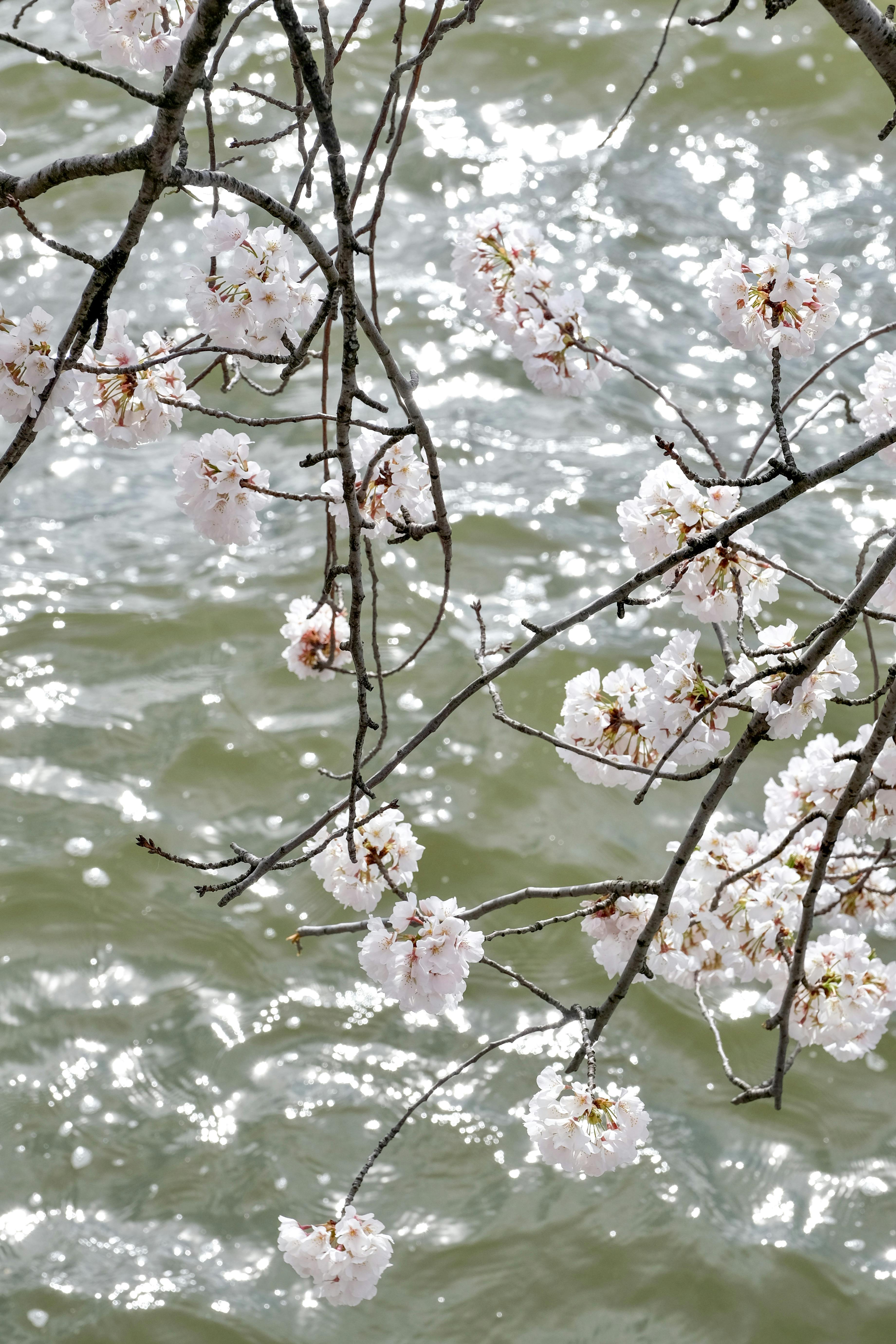White Cherry Blossom Tree Near Body of Water · Free Stock Photo