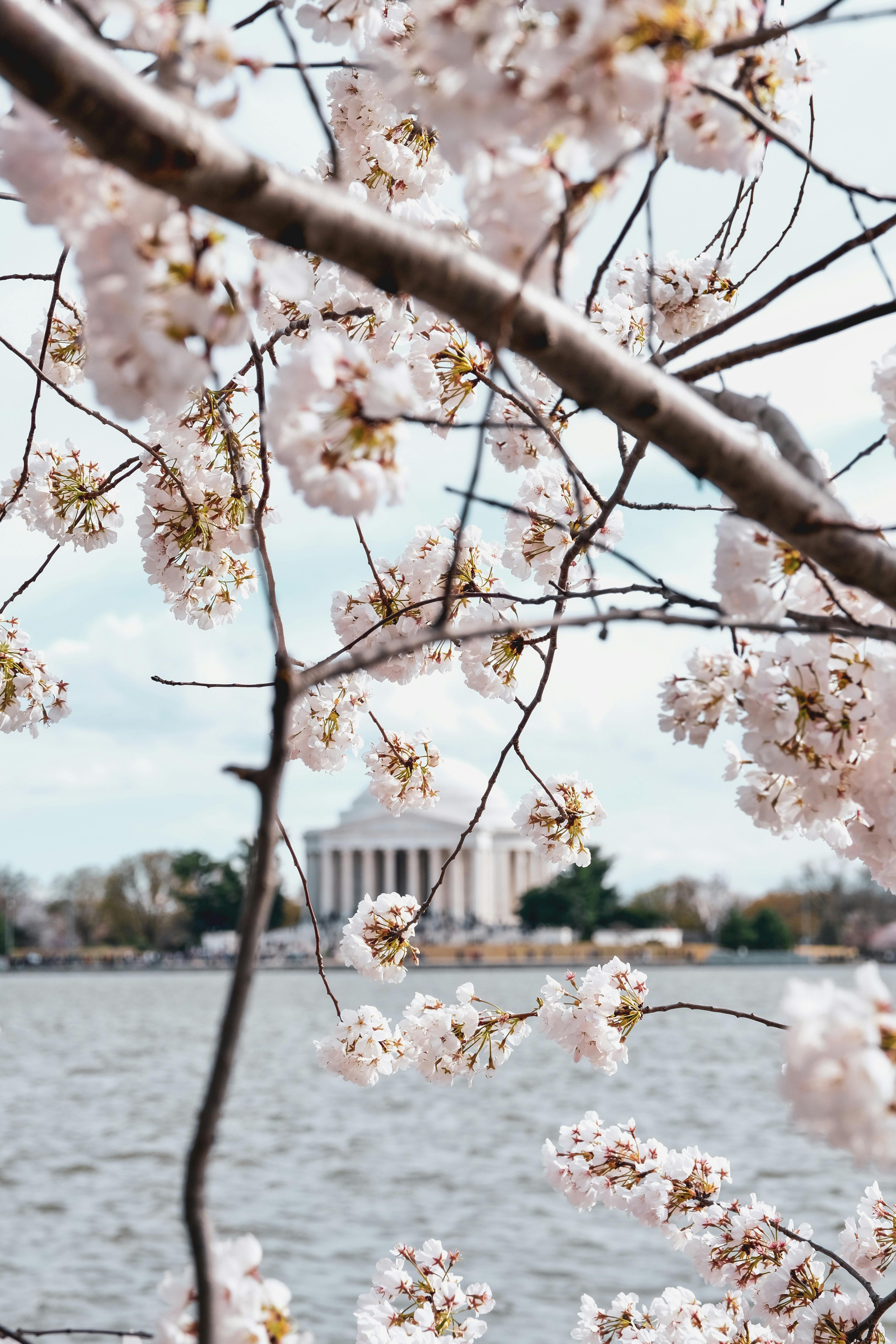 Cherry Blossom Tree Wallpaper Tumblr