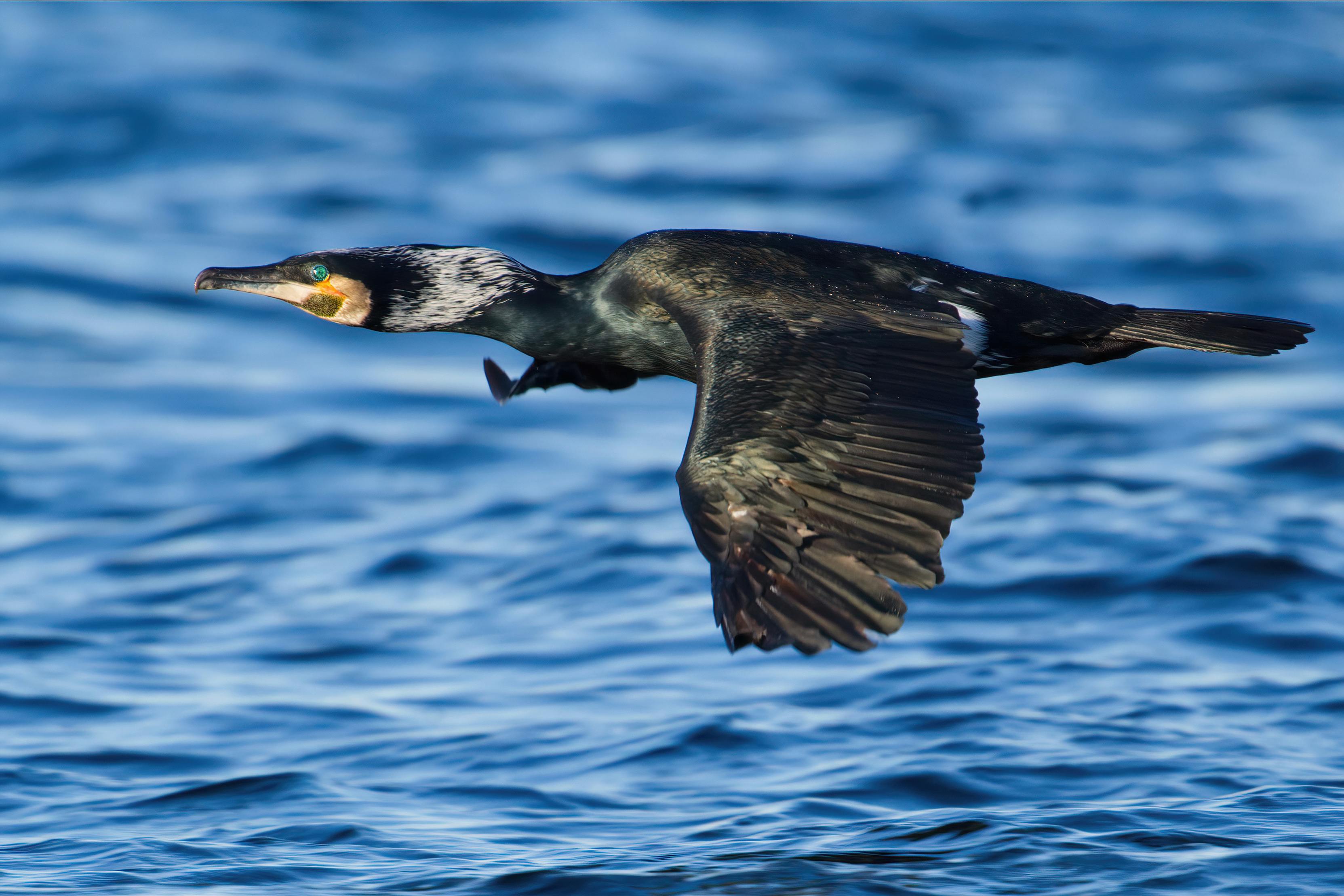 121,376+ Best Free Sea bird Stock Photos & Images · 100% Royalty-Free ...