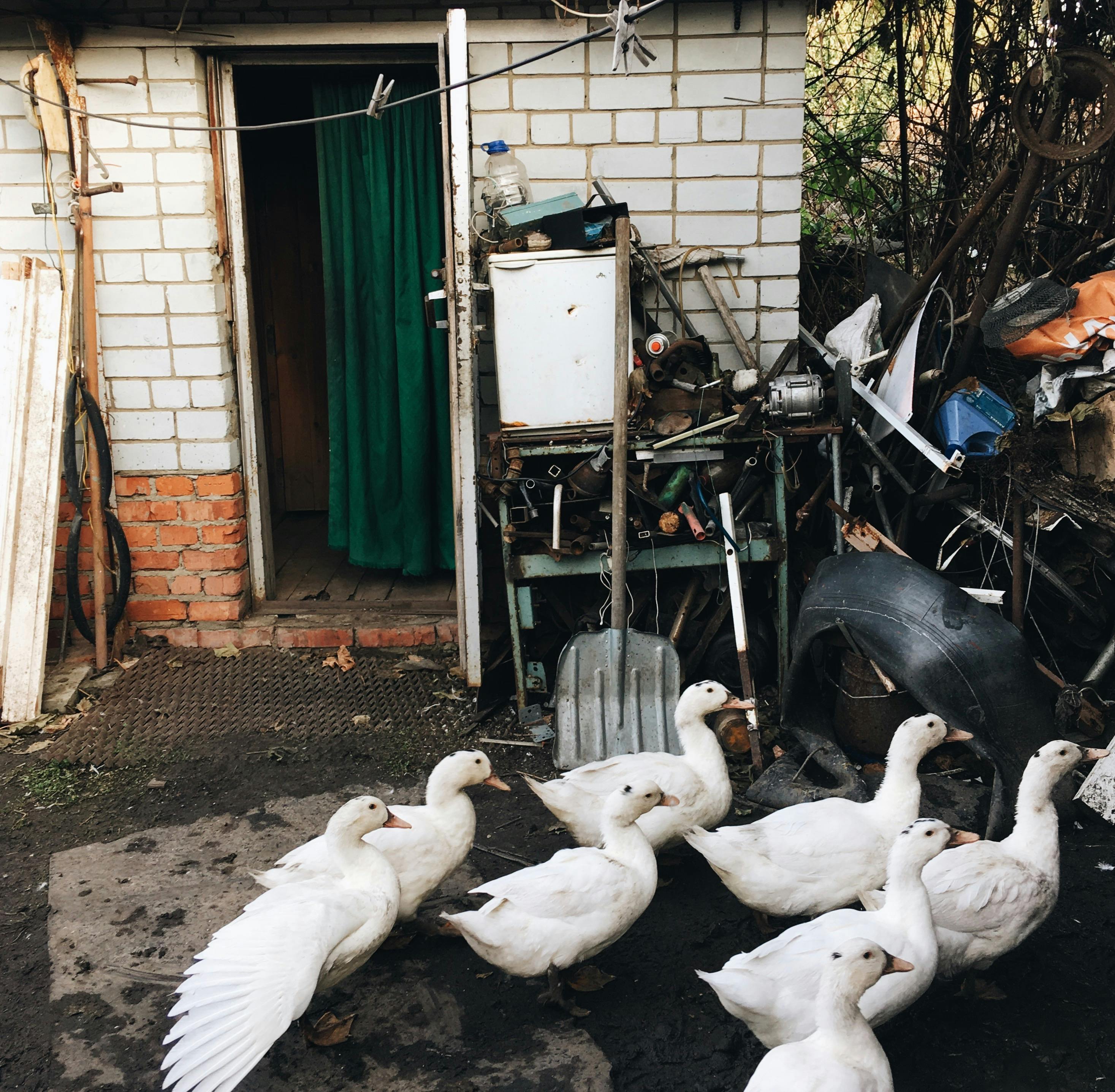 Gaggle of Geese · Free Stock Photo