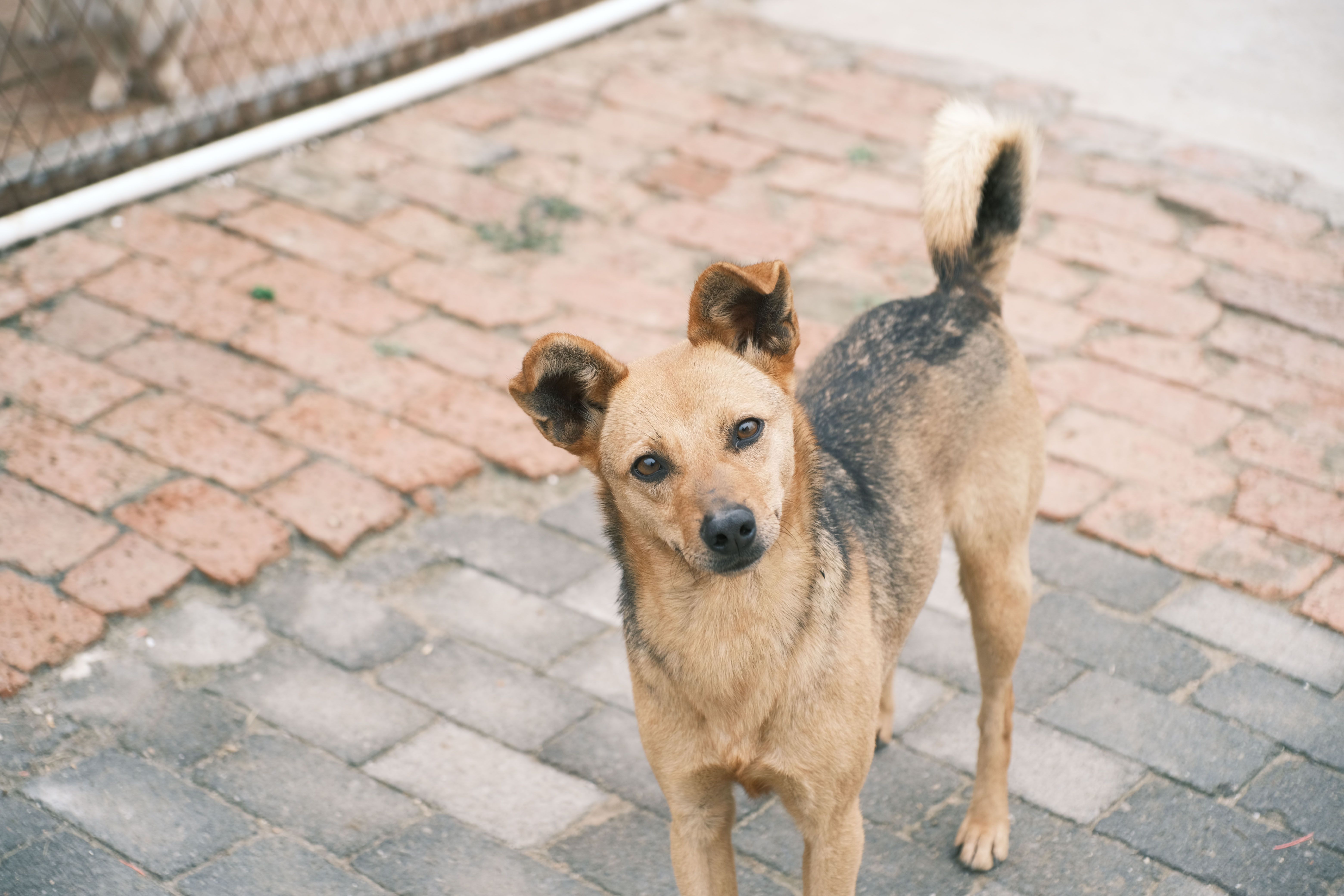 A Dog on the Street · Free Stock Photo