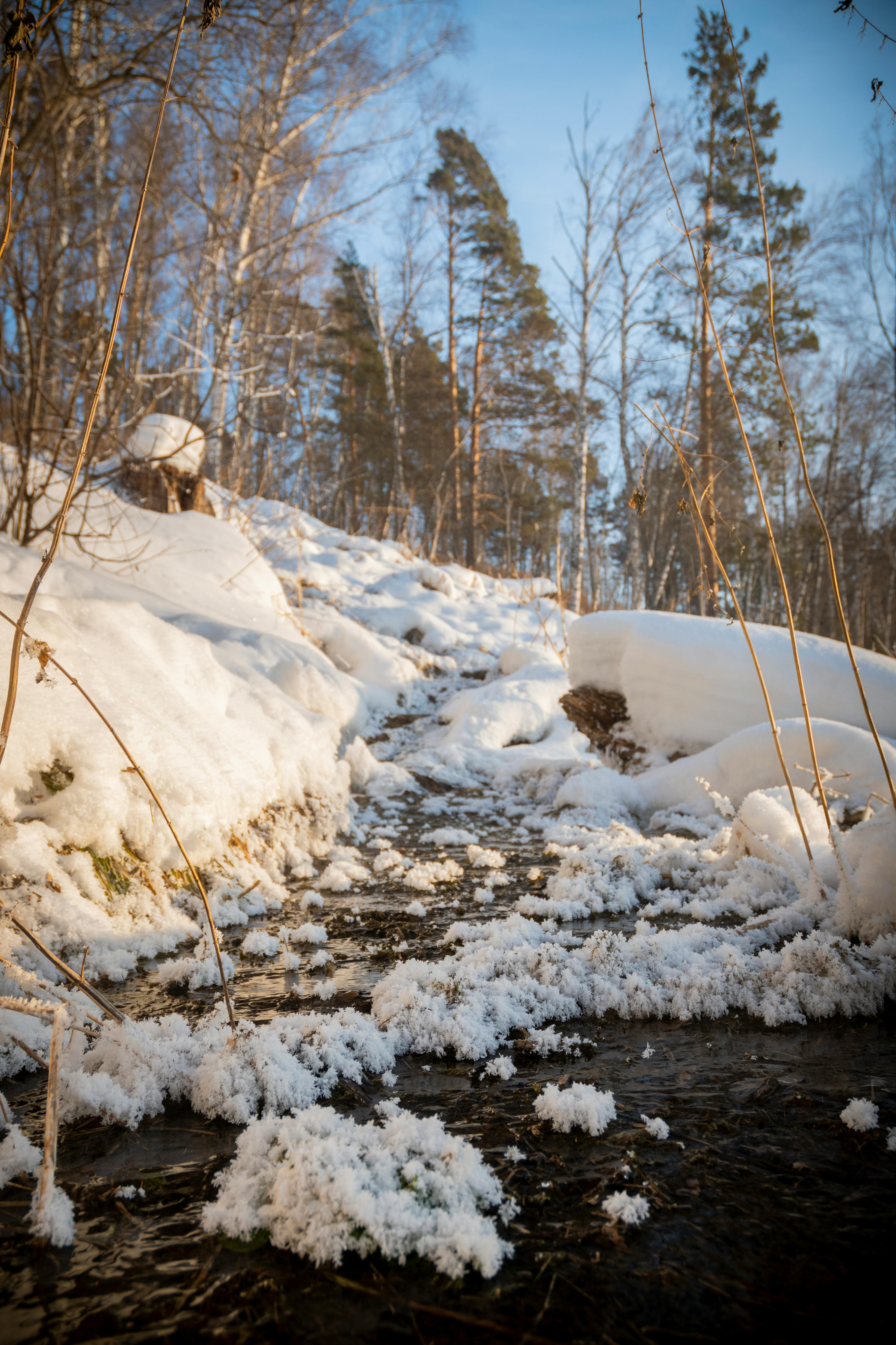 Snow Covered Ground and Trees · Free Stock Photo