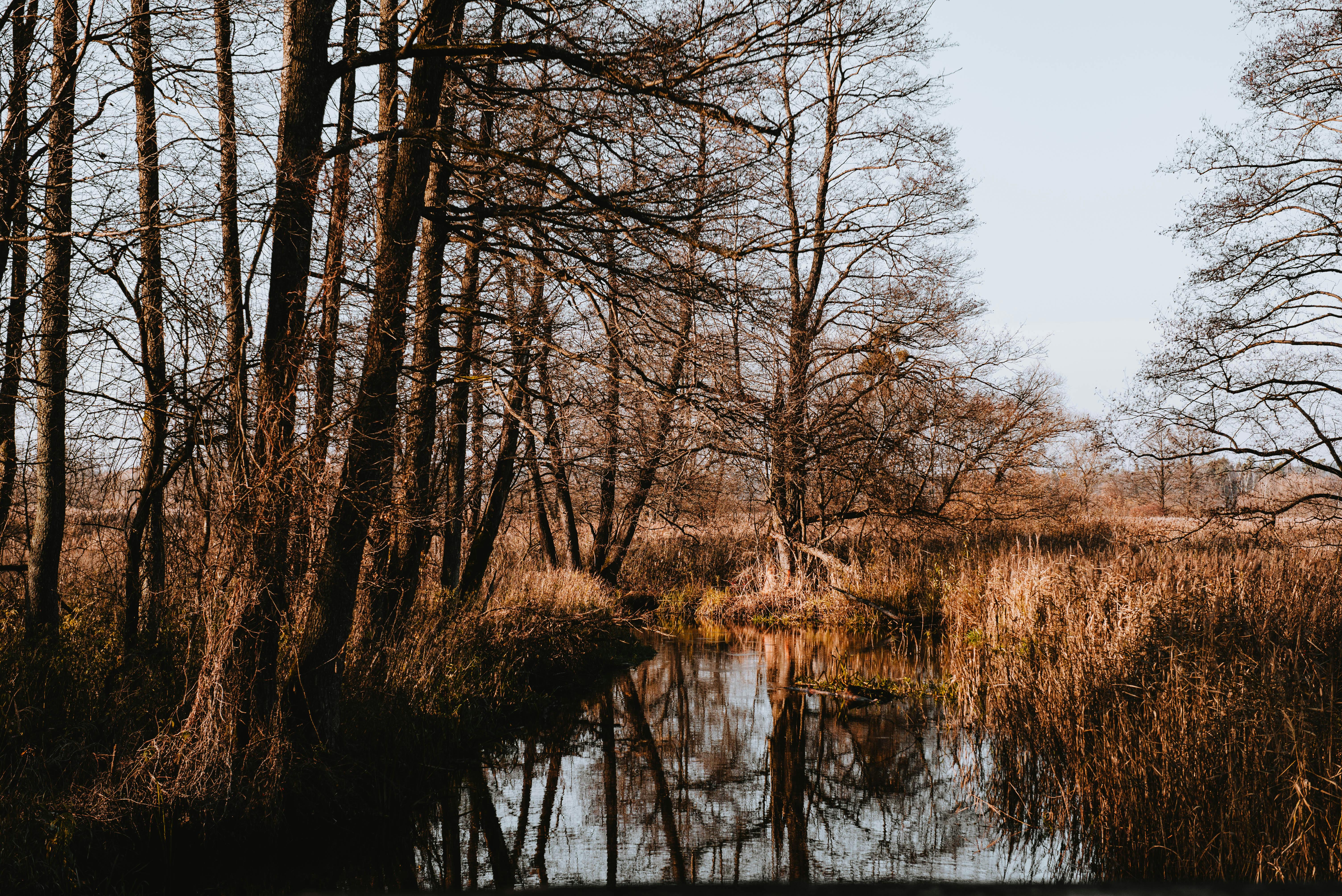 Brown Leafless Trees Beside River · Free Stock Photo