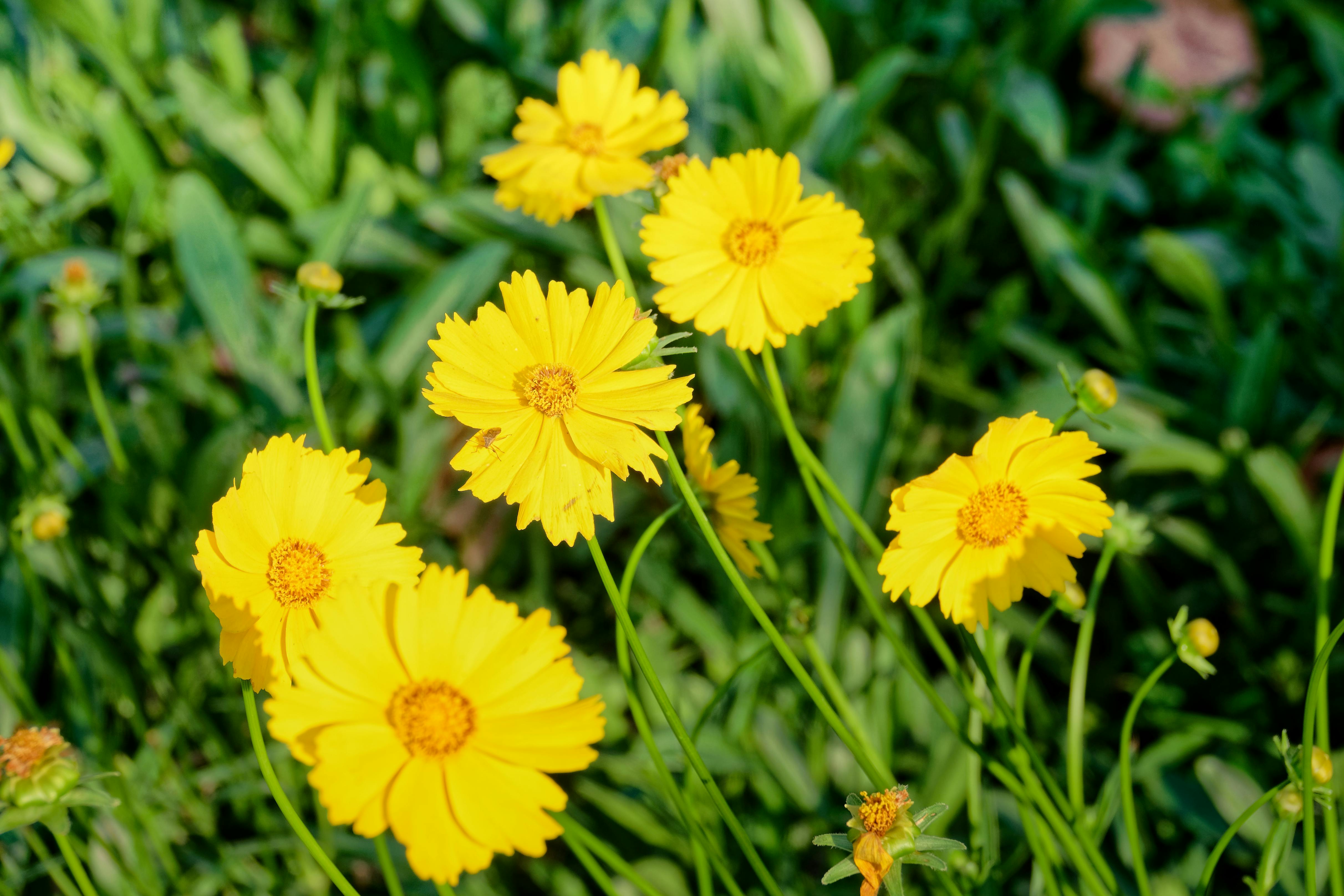 Free stock photo of beautiful flowers, cosmic yellow cosmos, cosmos