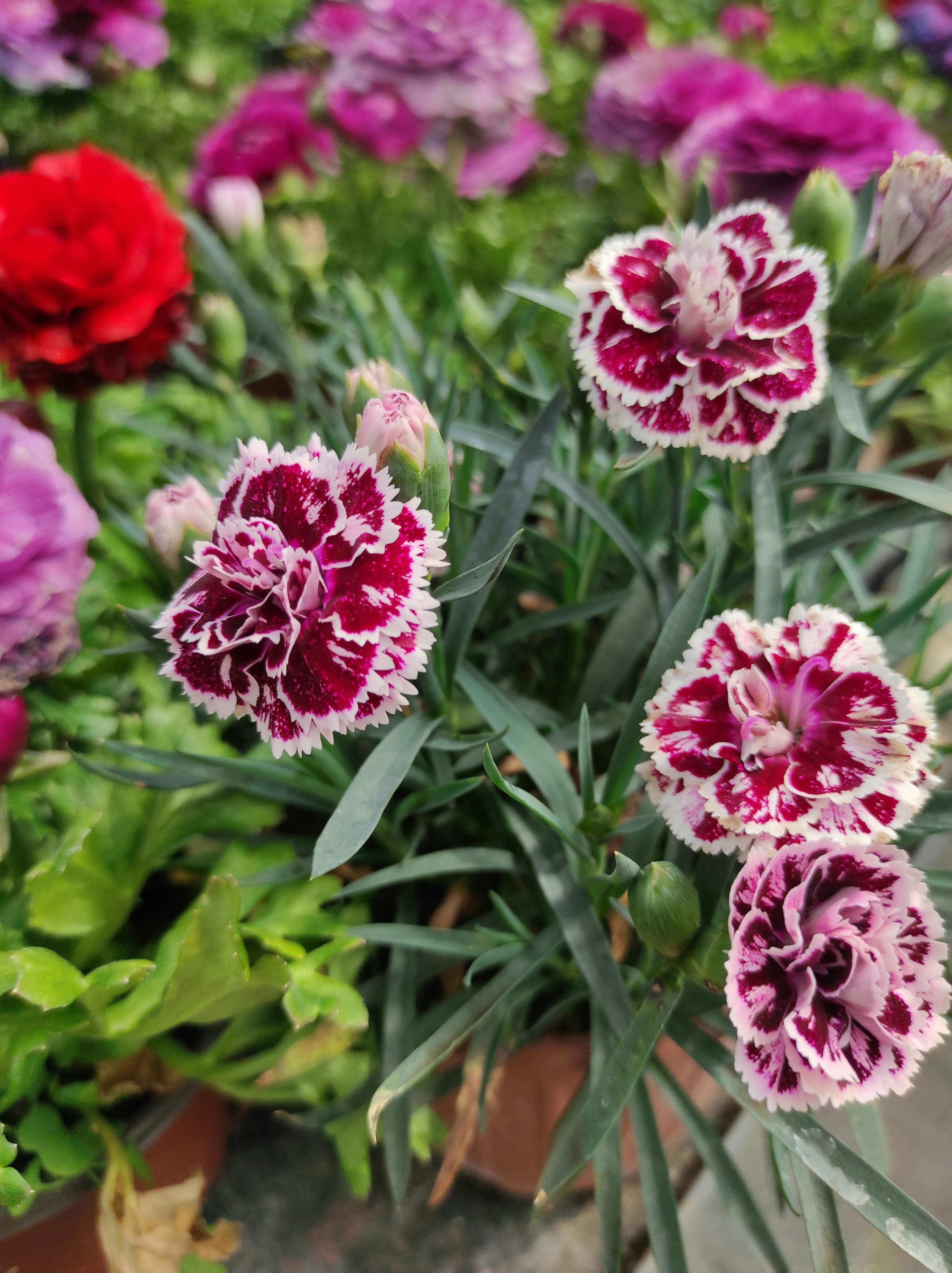 Gamze Ermen - 摄影