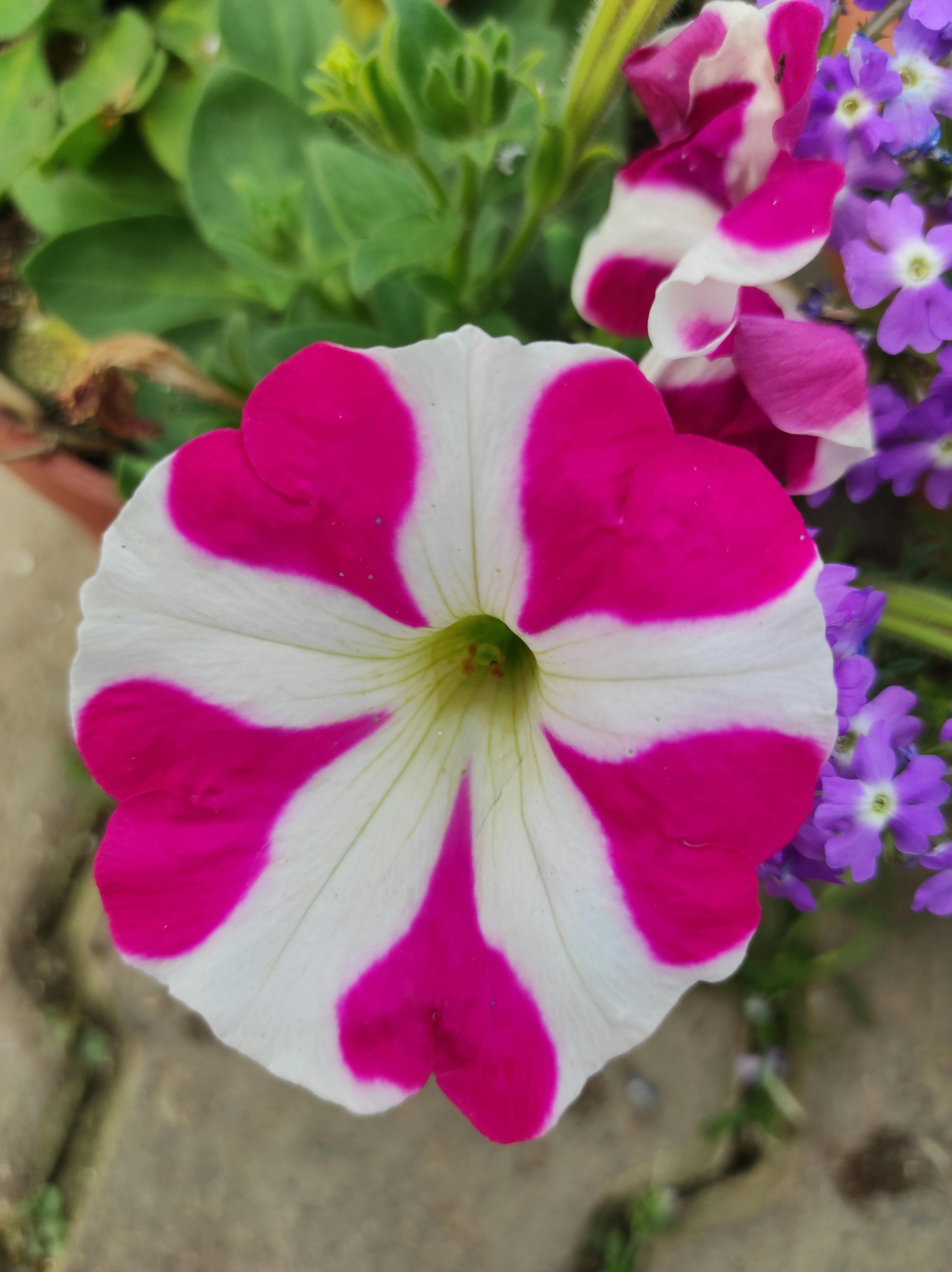 Gamze Ermen - 摄影