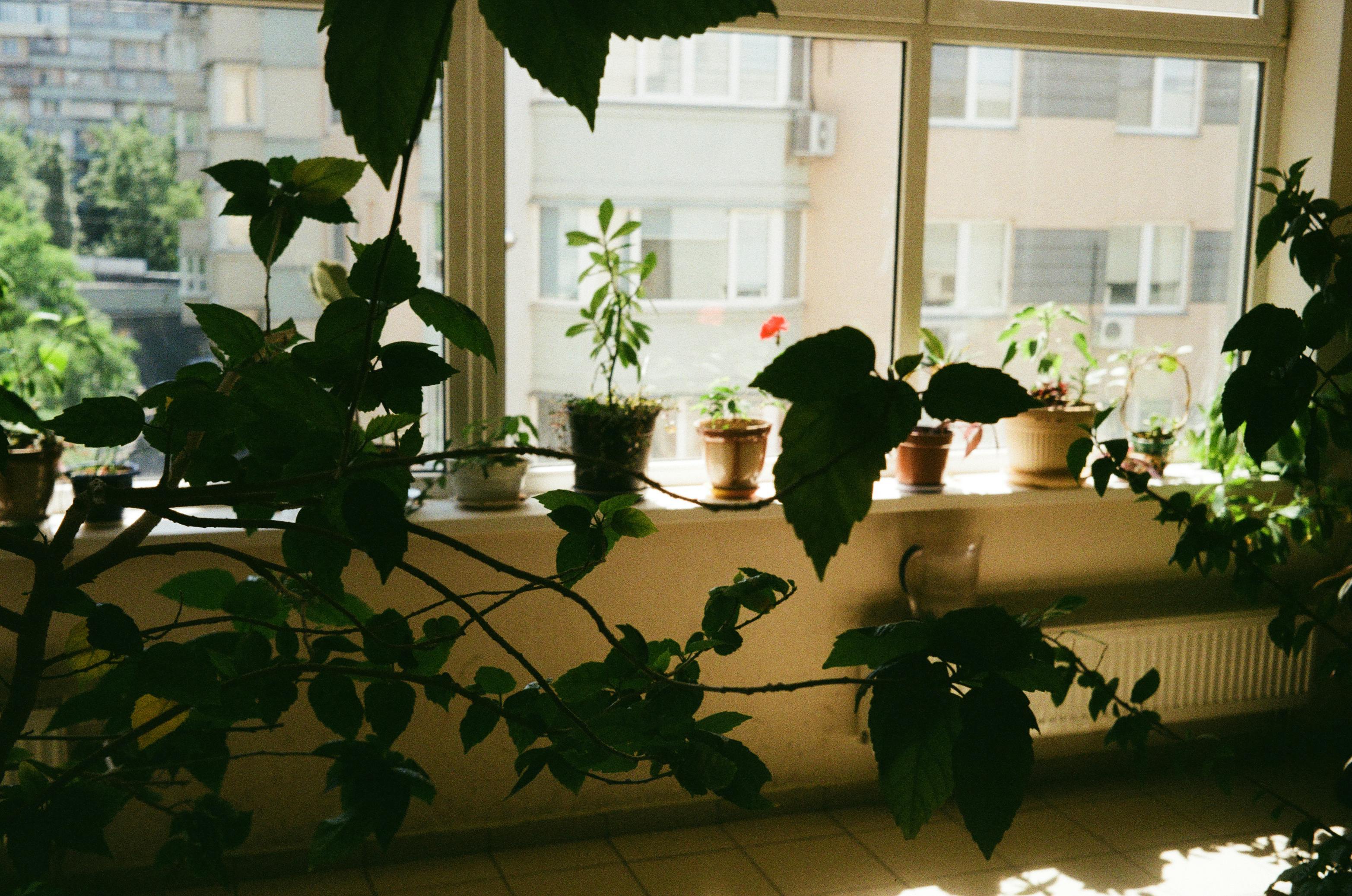 Green Potted Plants Behind Glass Windows · Free Stock Photo