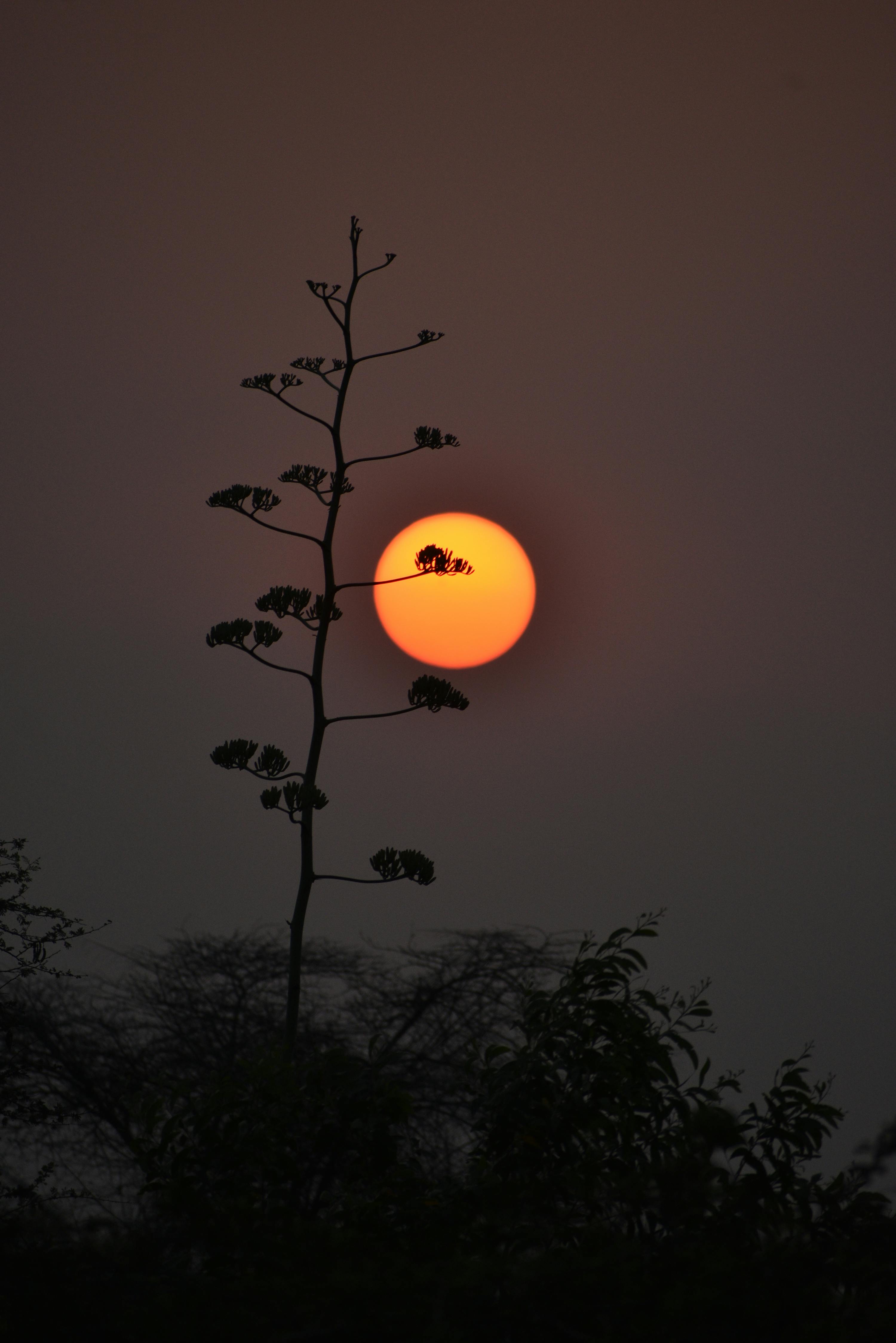 Golden Hour Tree Silhouette · Free Stock Photo