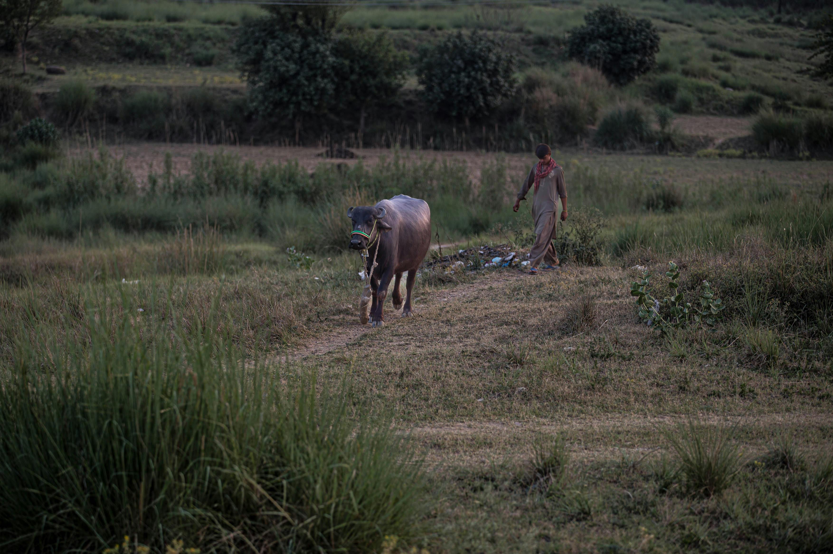 Man and Cow Walking through Pasture · Free Stock Photo