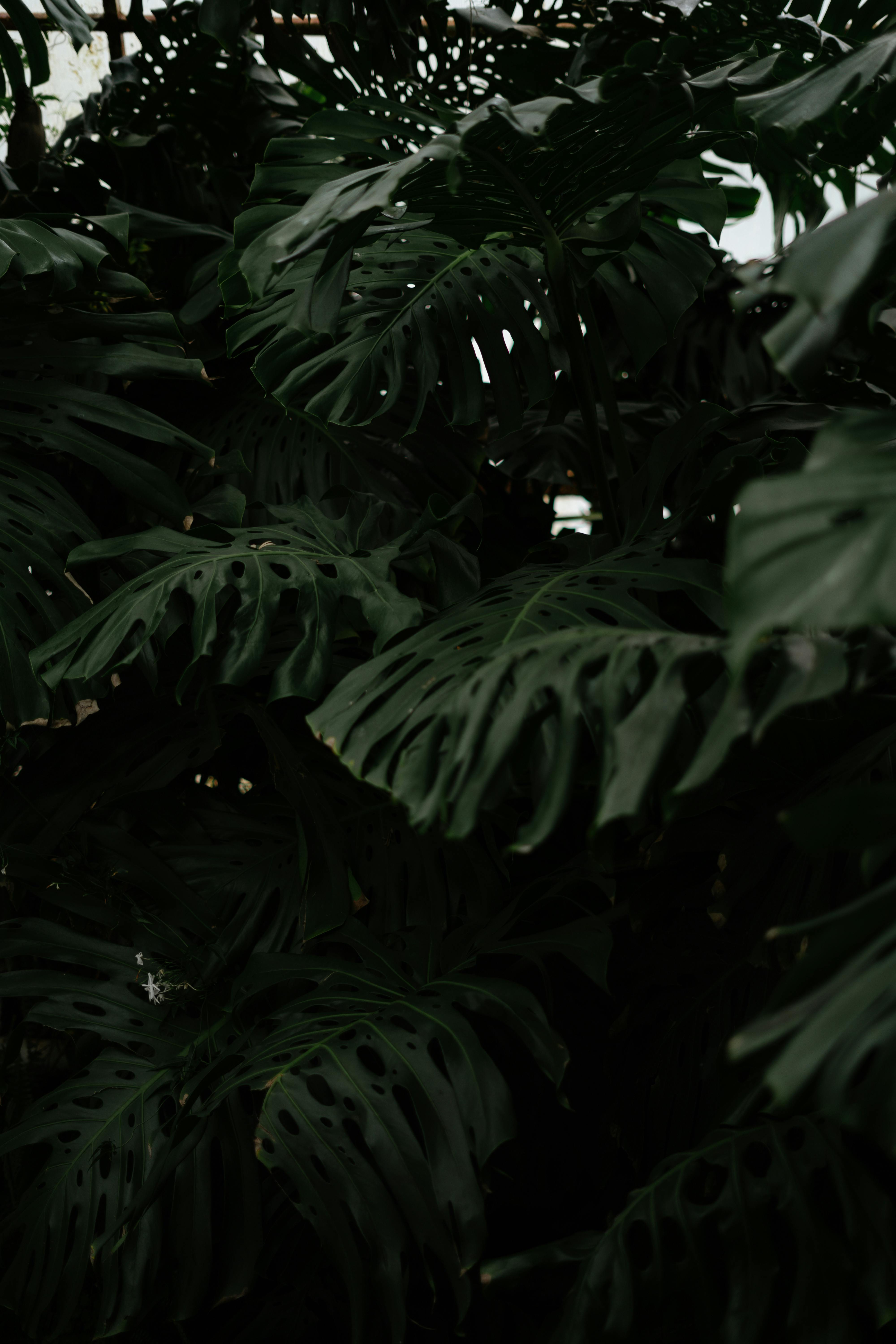 Big Leaves of a Monstera Deliciosa · Free Stock Photo