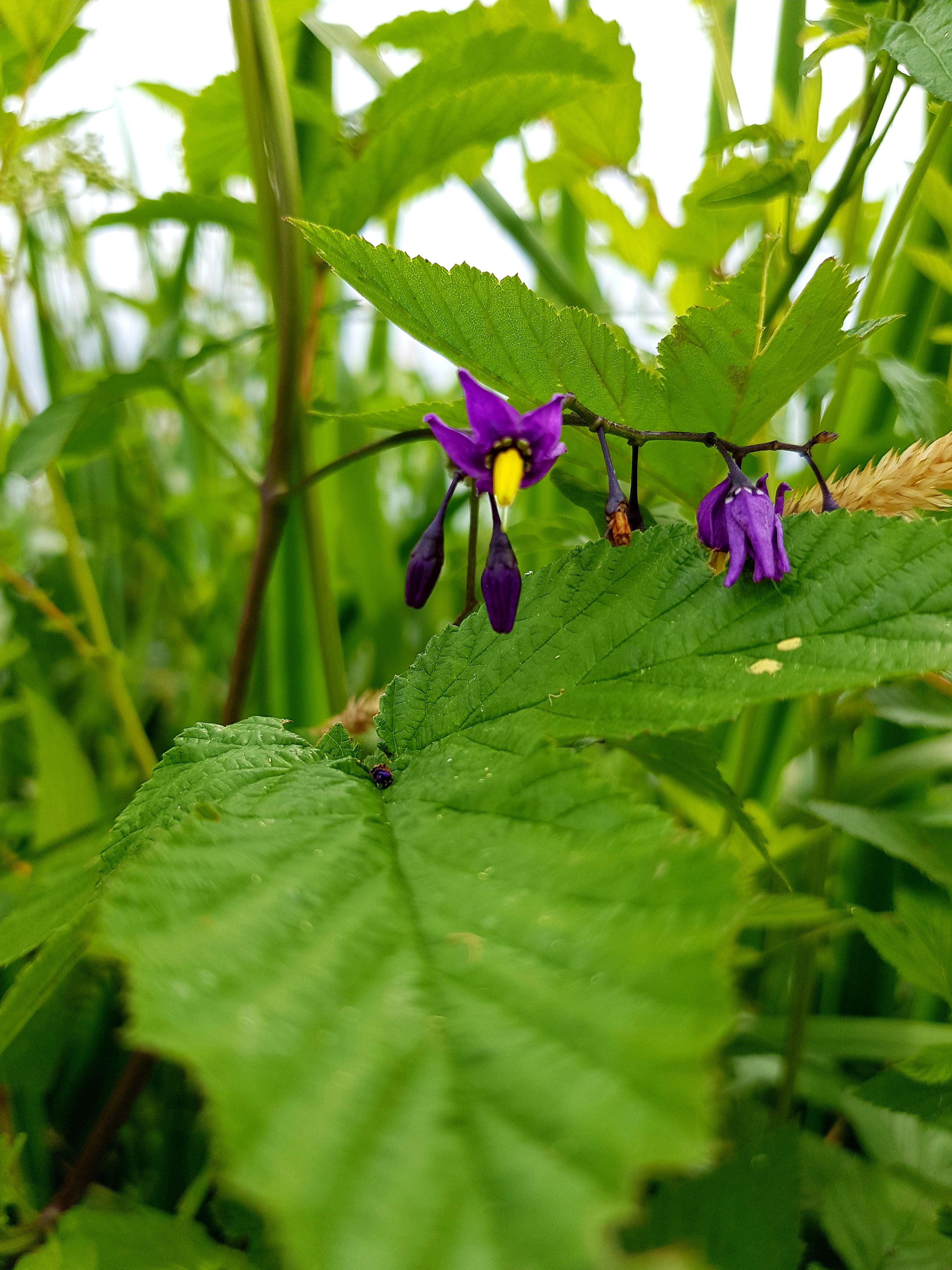 Free stock photo of beauty, deadly, flower