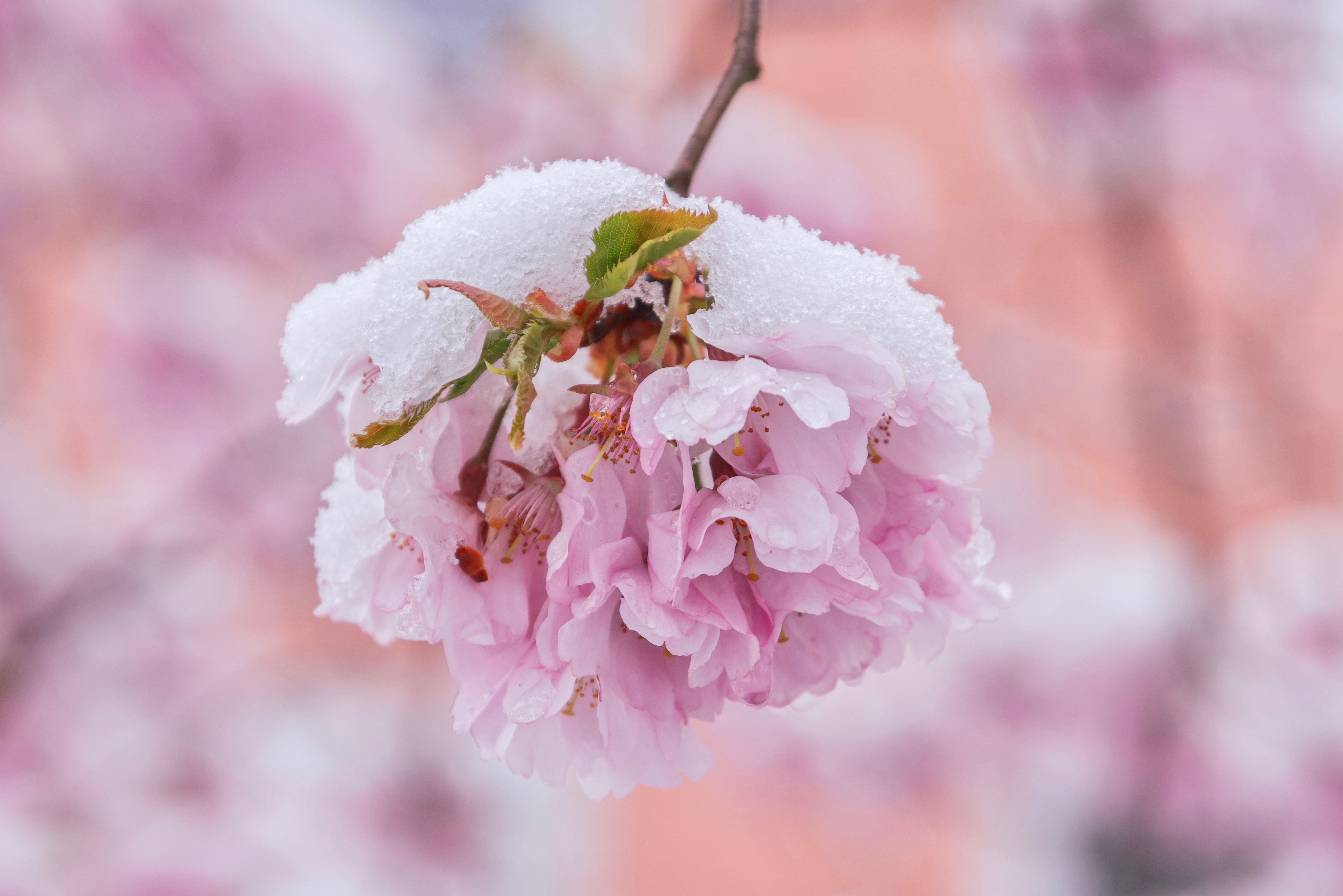 Close-up of Pink Flowers · Free Stock Photo