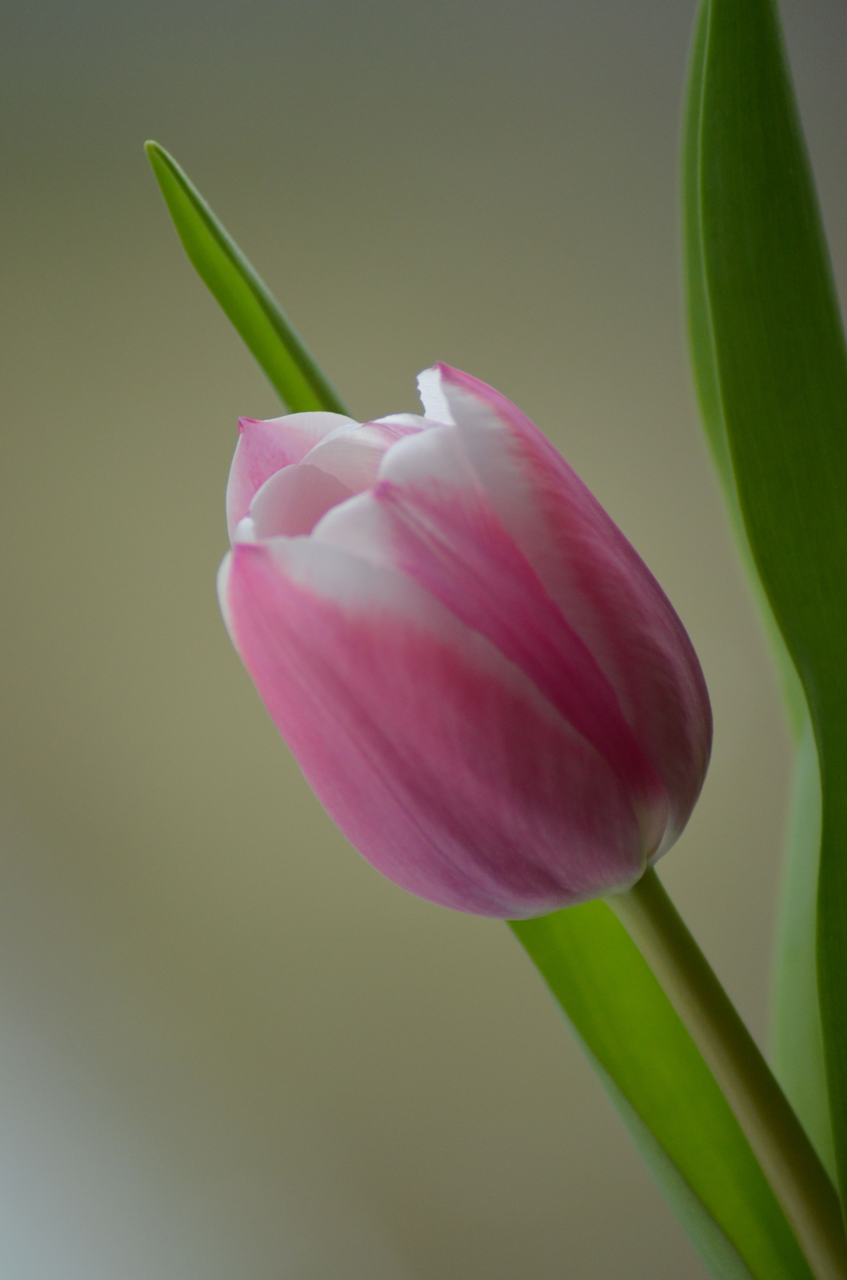 Tulip Background Photos, Download The BEST Free Tulip Background Stock Photos & HD Images