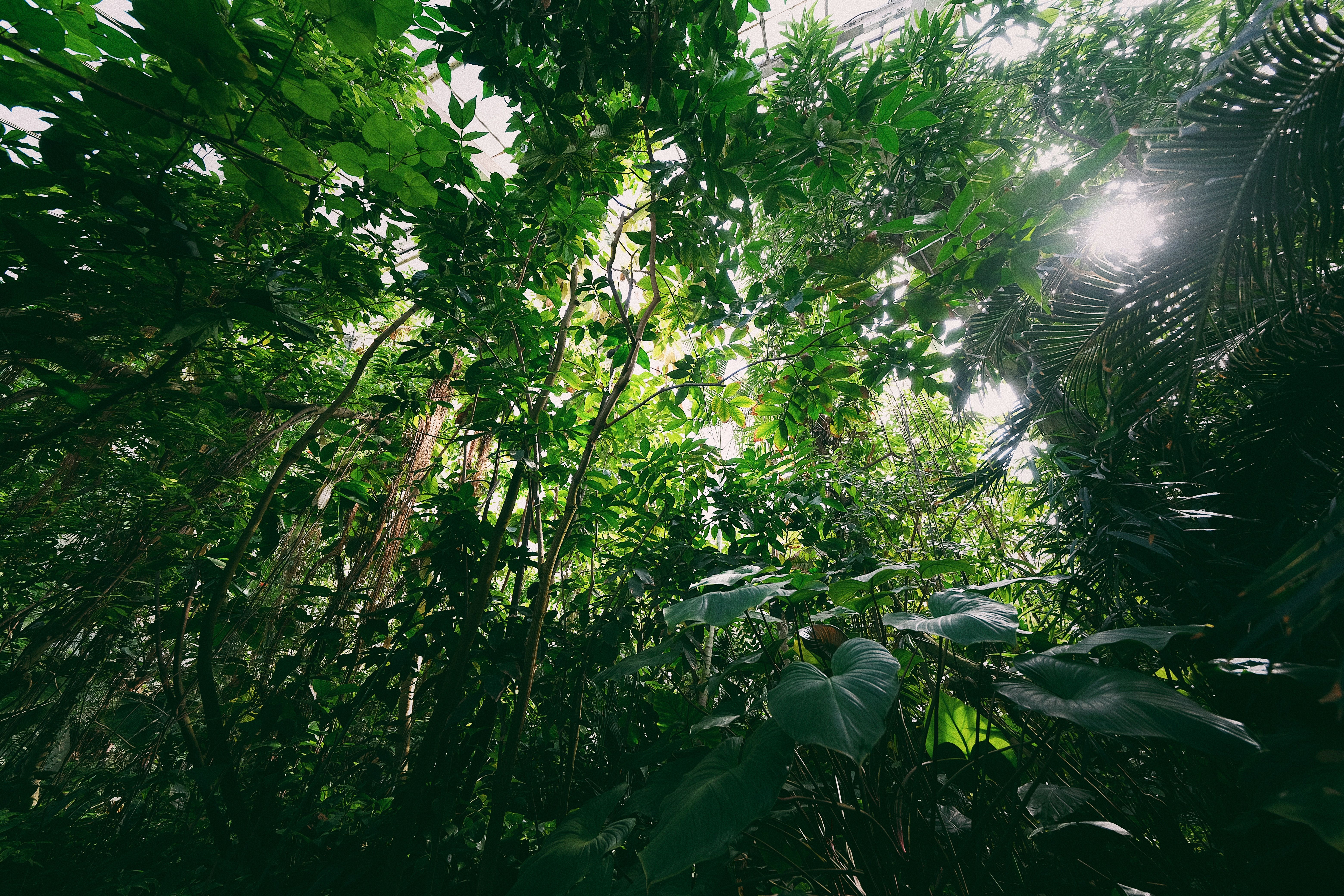 A Low Angle Shot of Green Fresh Trees · Free Stock Photo