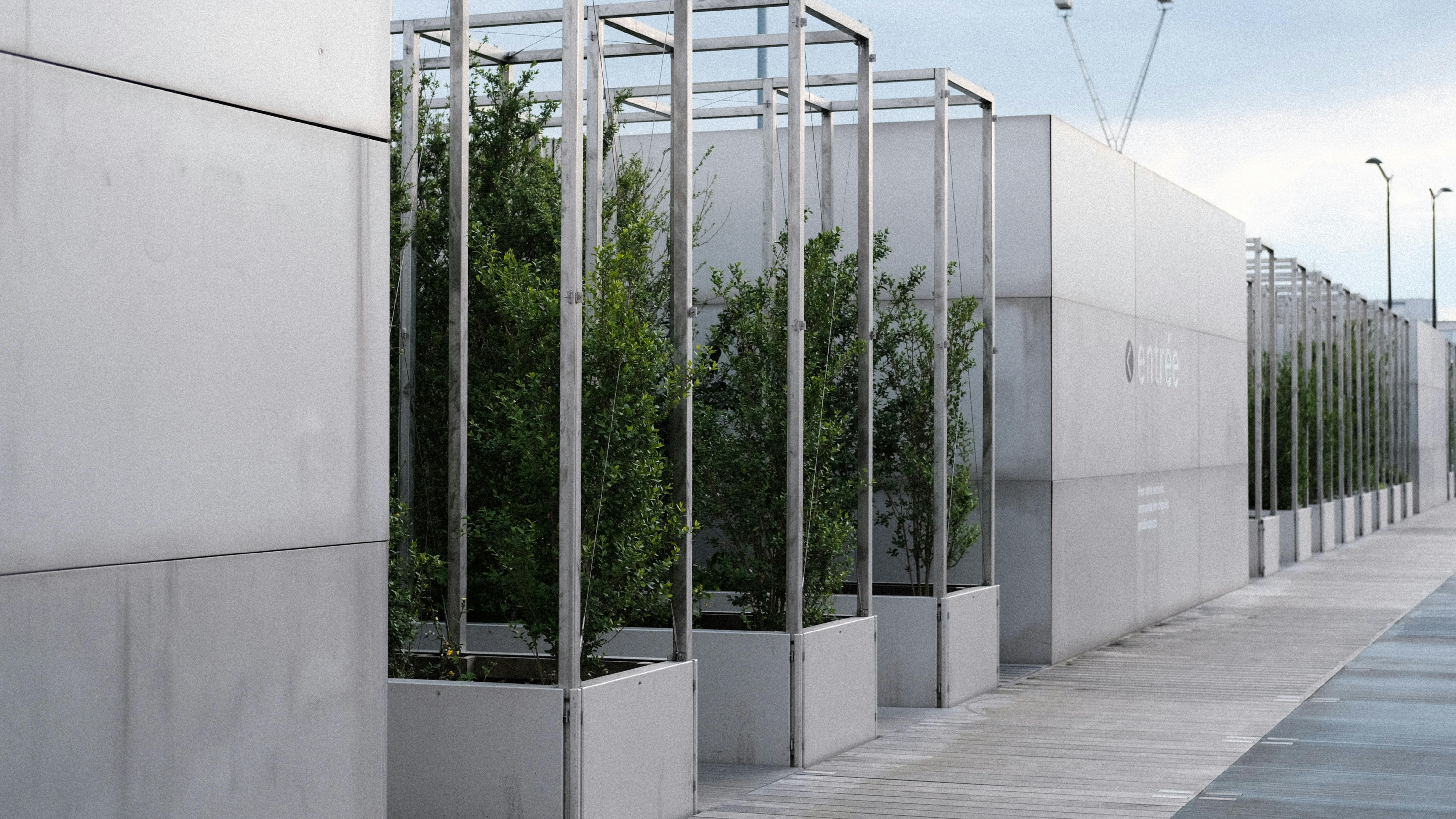 Trees Growing in Concrete Pots by Sidewalk · Free Stock Photo
