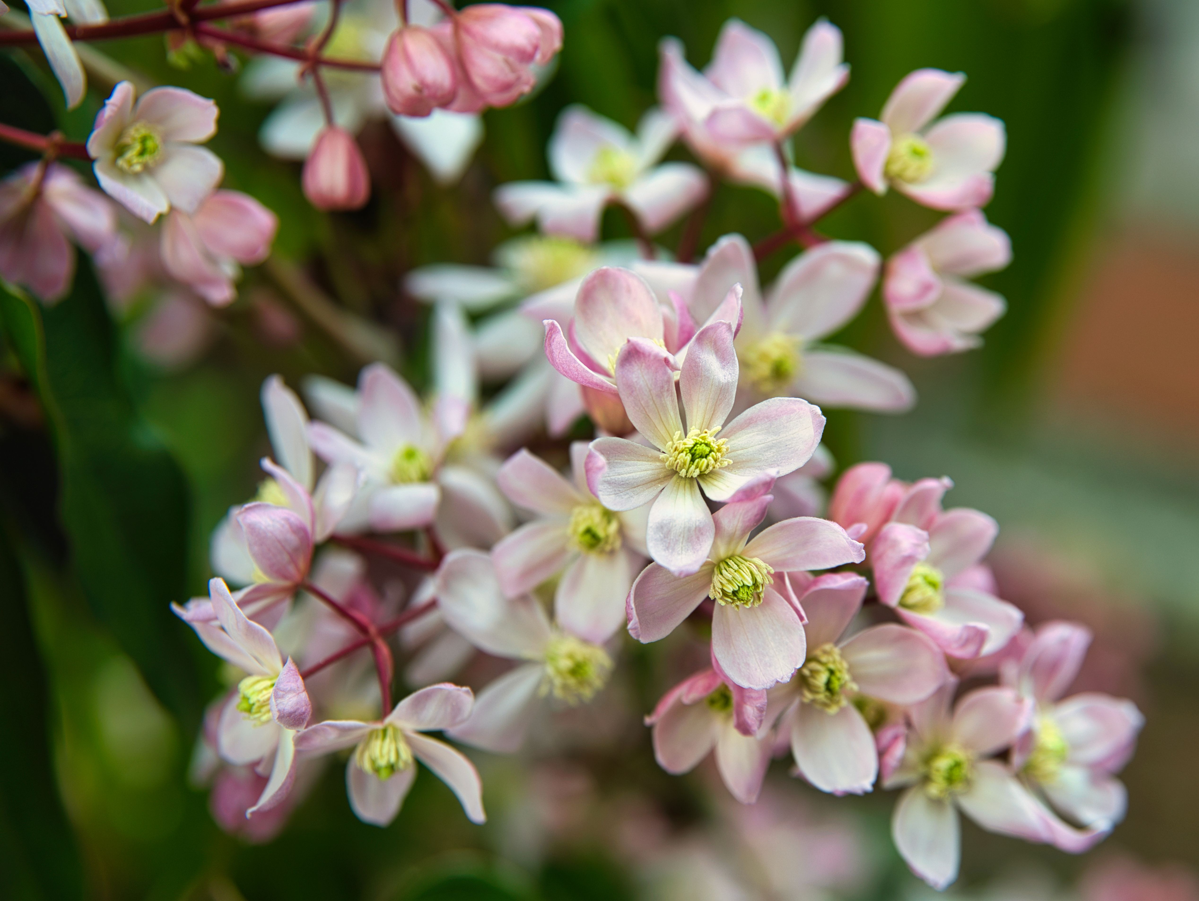 Pink Lacey Flowers Photos, Download The BEST Free Pink Lacey Flowers ...
