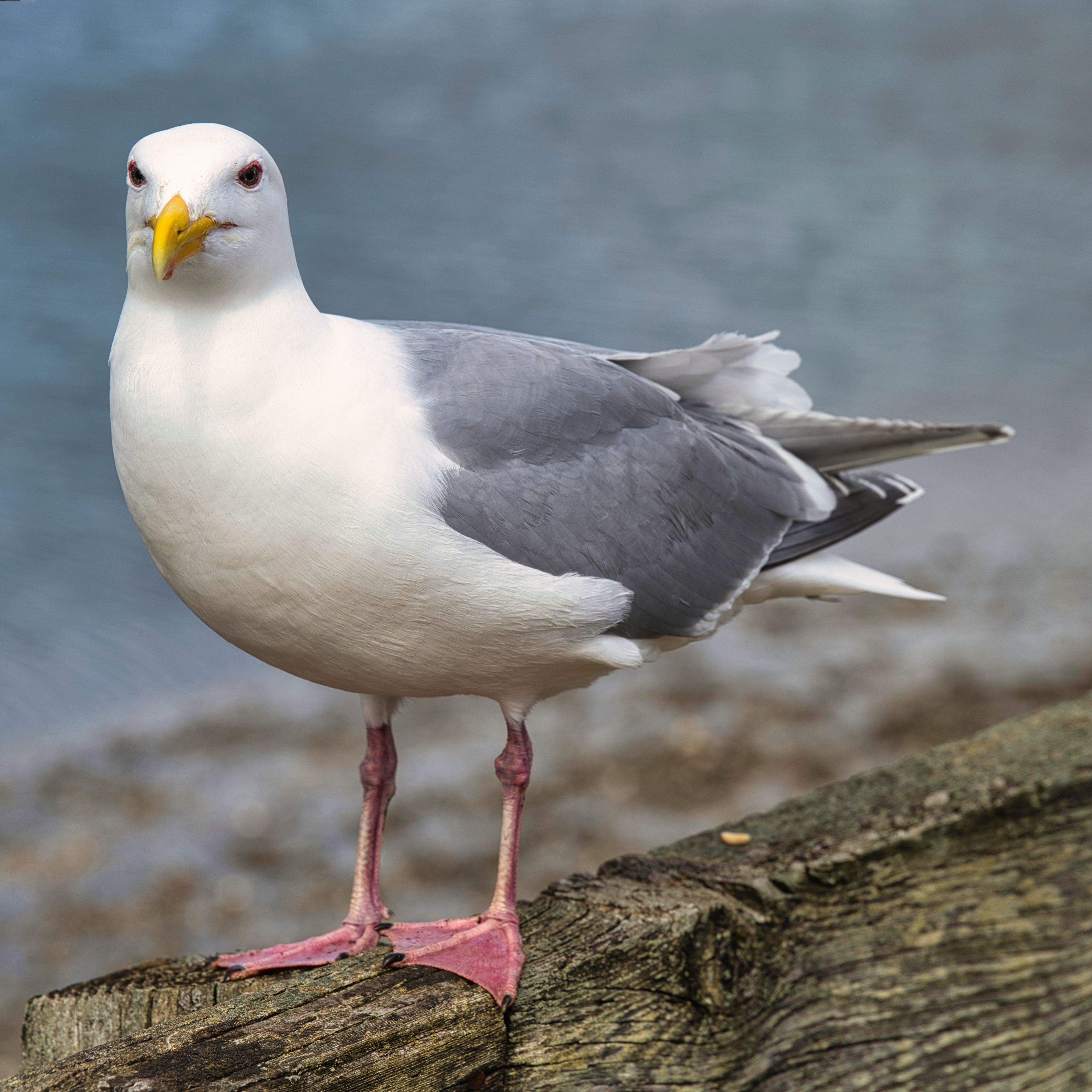 Glaucous Photos, Download The BEST Free Glaucous Stock Photos & HD Images