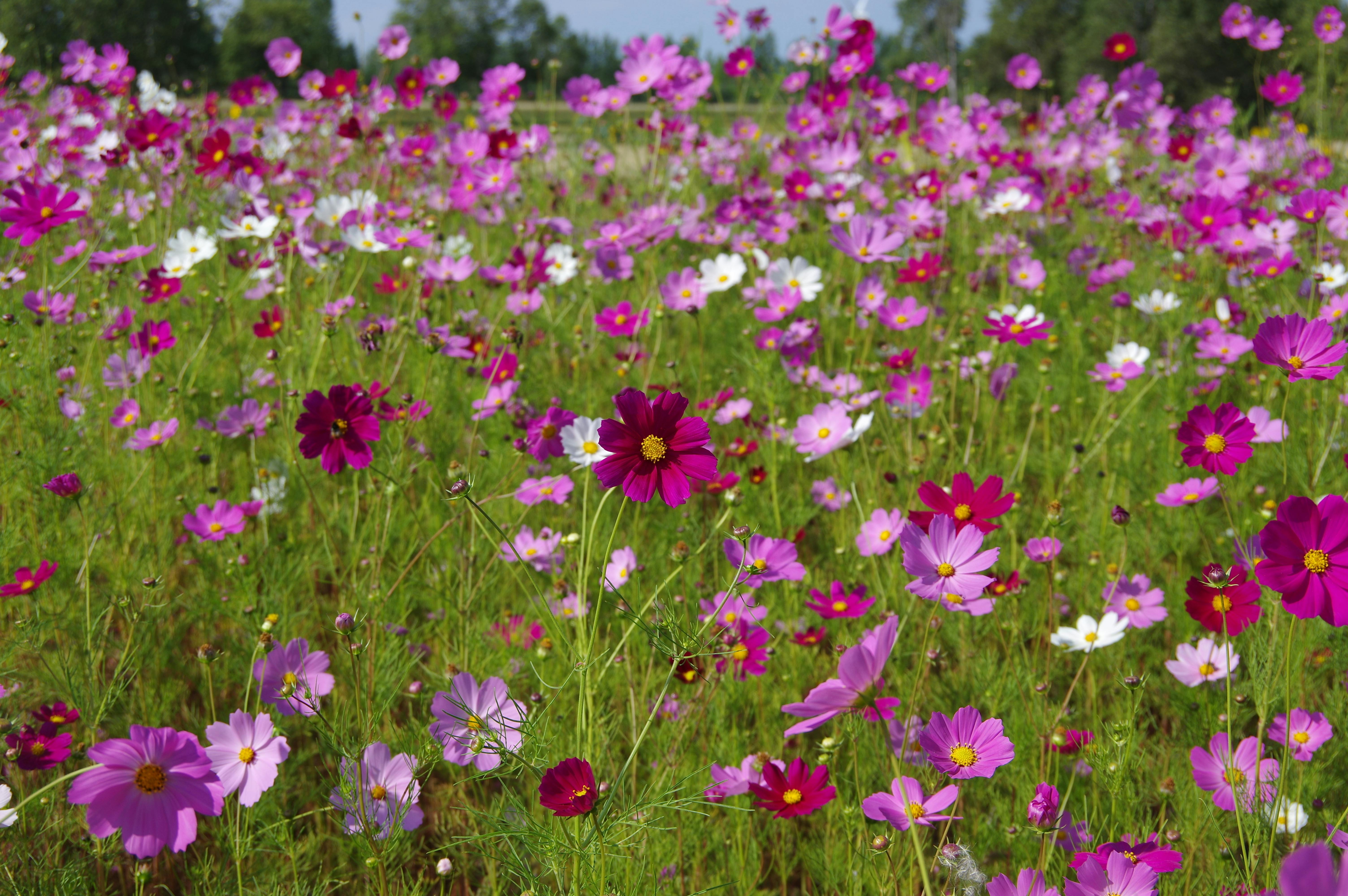 A Beautiful Pink Flower Field · Free Stock Photo